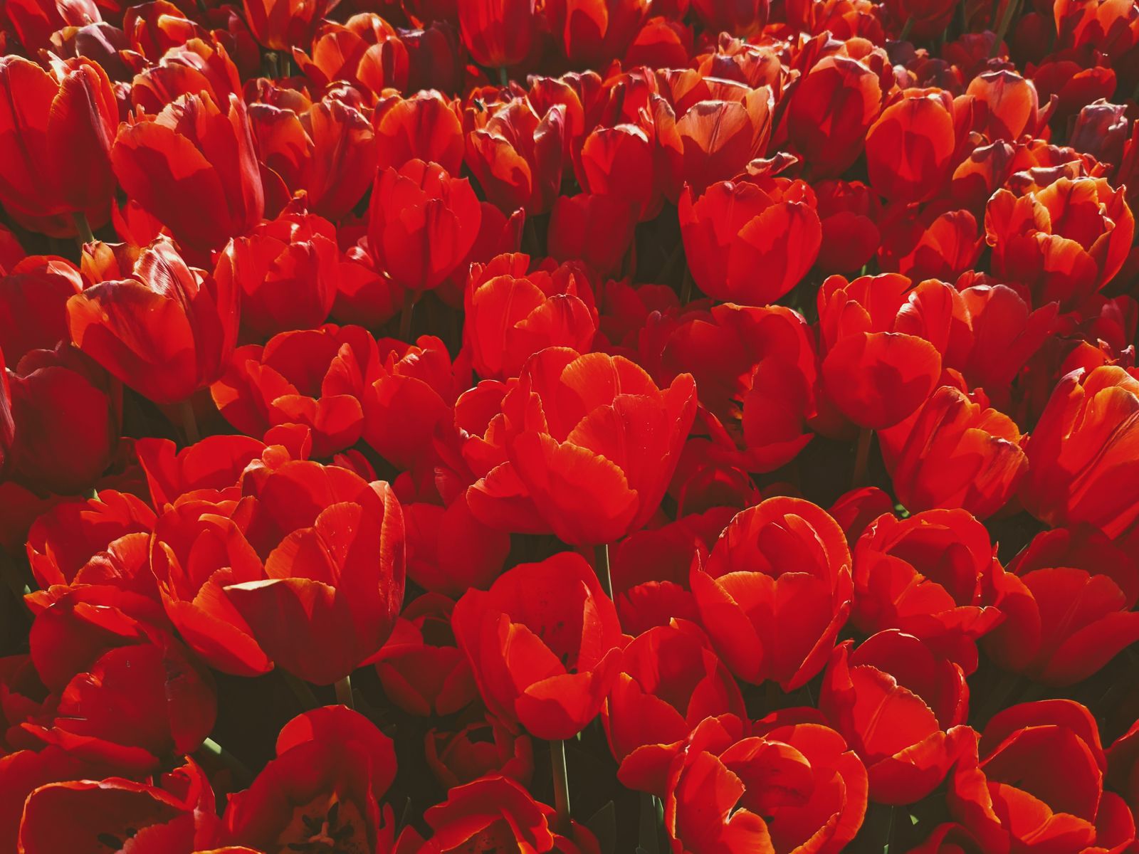 Tulip Wallpaper Photos, Download The BEST Free Tulip Wallpaper Stock ...