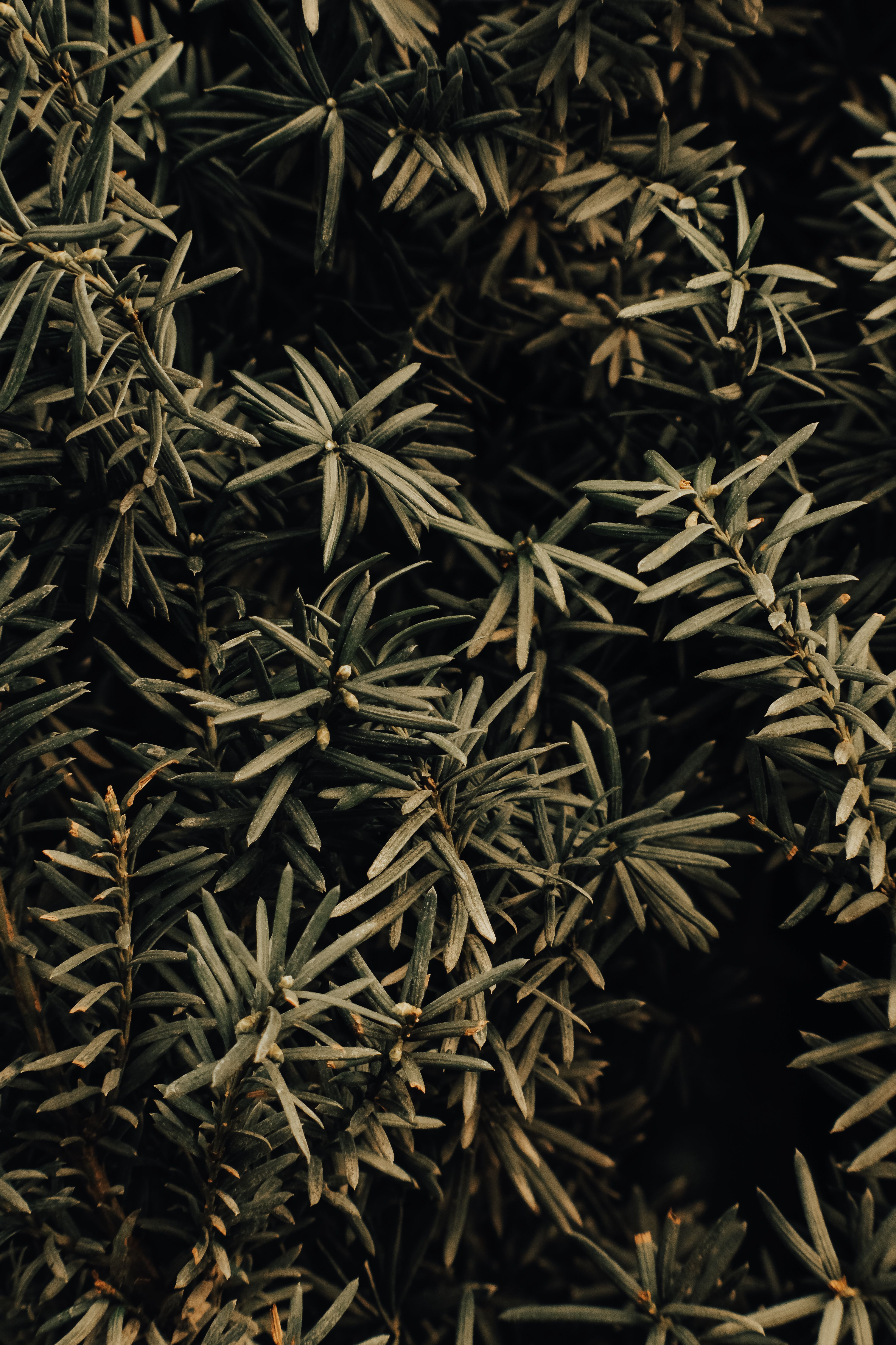 Close-up of a Conifer Tree Branch · Free Stock Photo