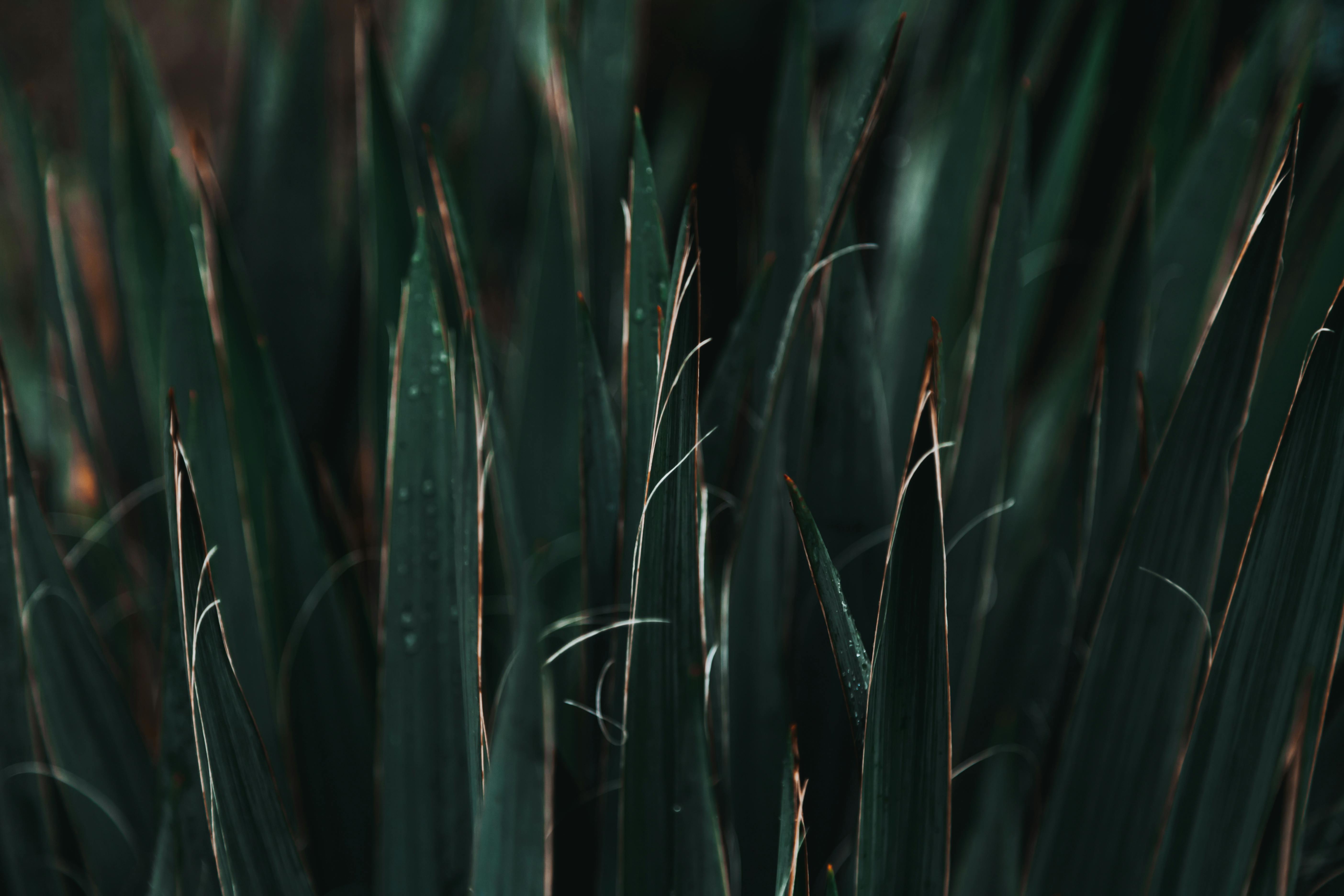 Green Leaves · Free Stock Photo