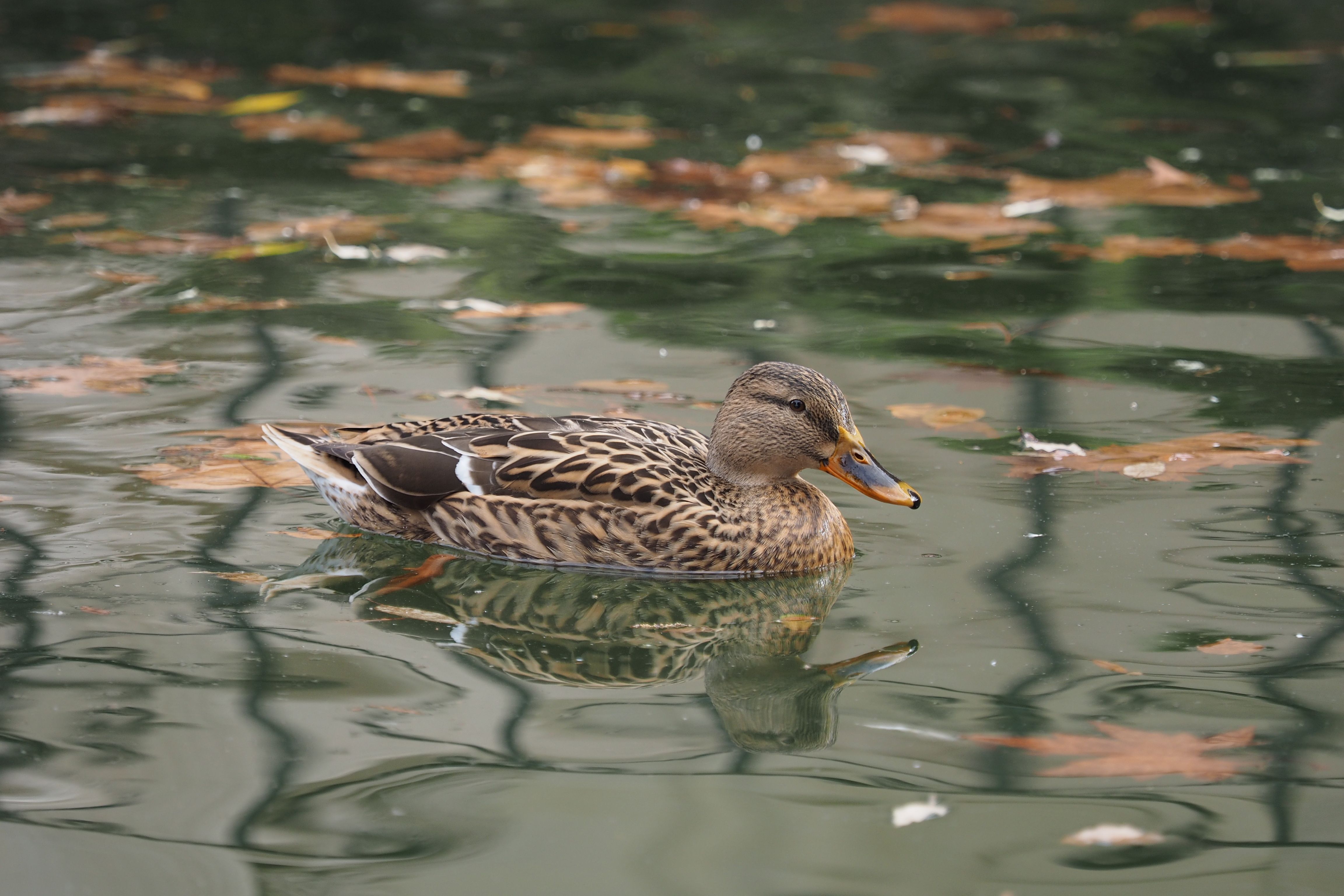 Duck Sailing in Water · Free Stock Photo