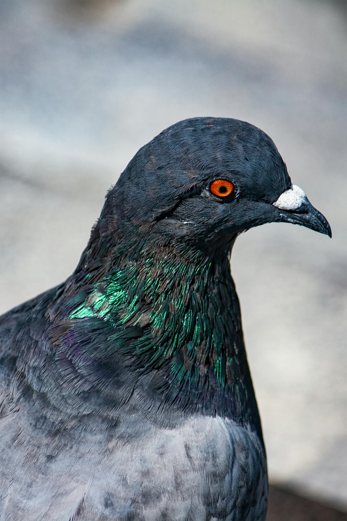 Pigeon Beak Photos, Download The BEST Free Pigeon Beak Stock Photos ...