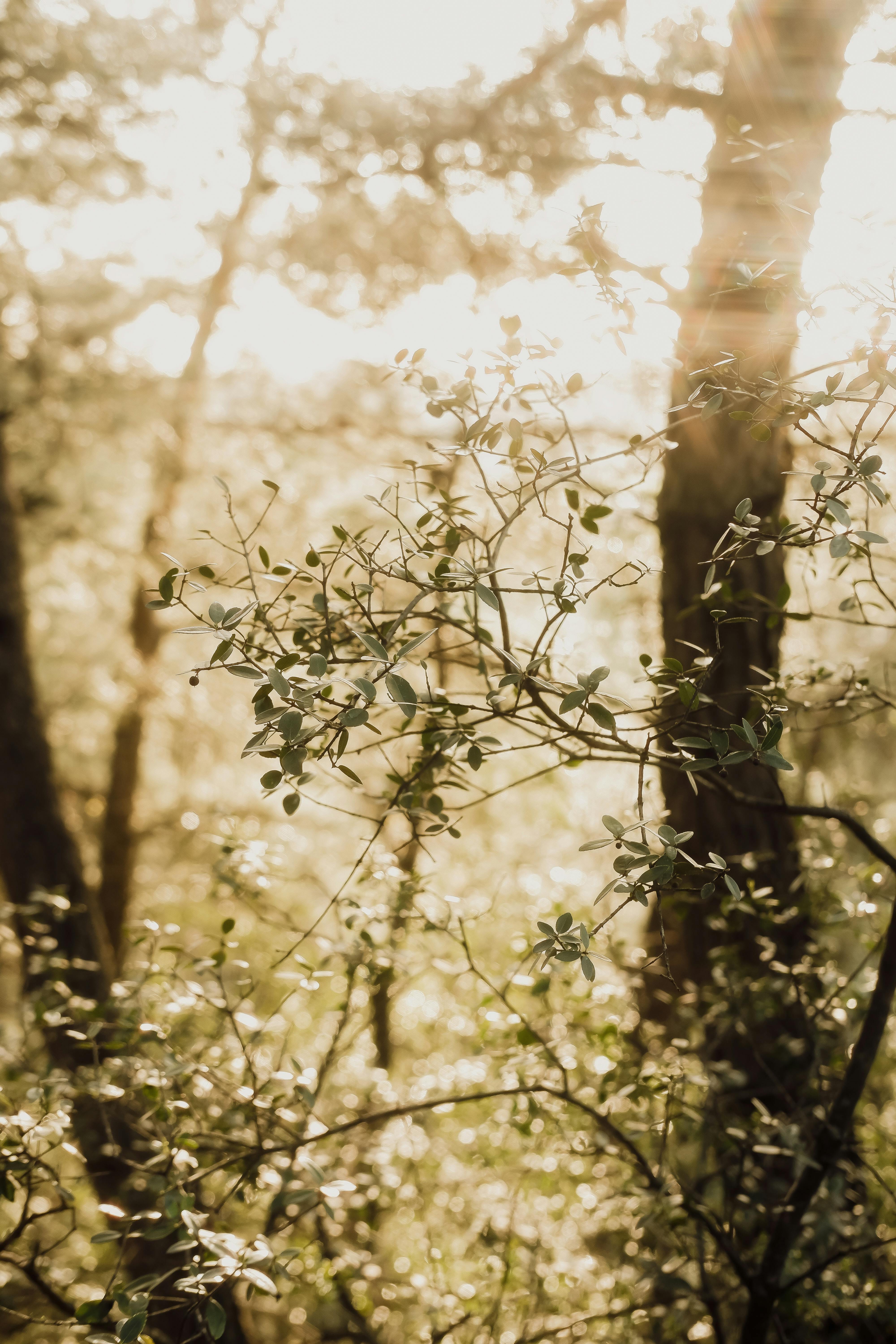Foliage Small Tree in Sunlight · Free Stock Photo