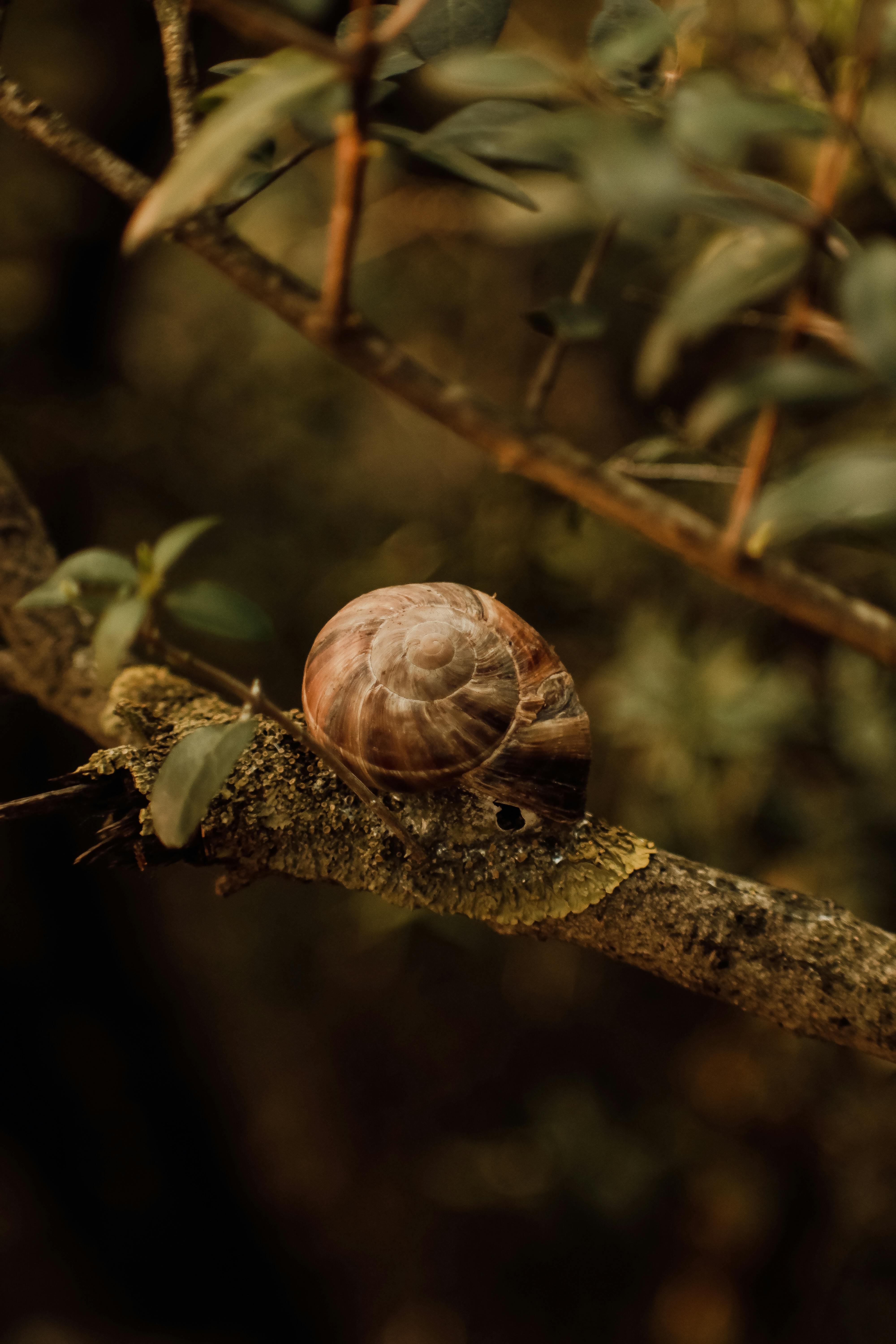 Snail And Tortoise Photos, Download The BEST Free Snail And Tortoise ...