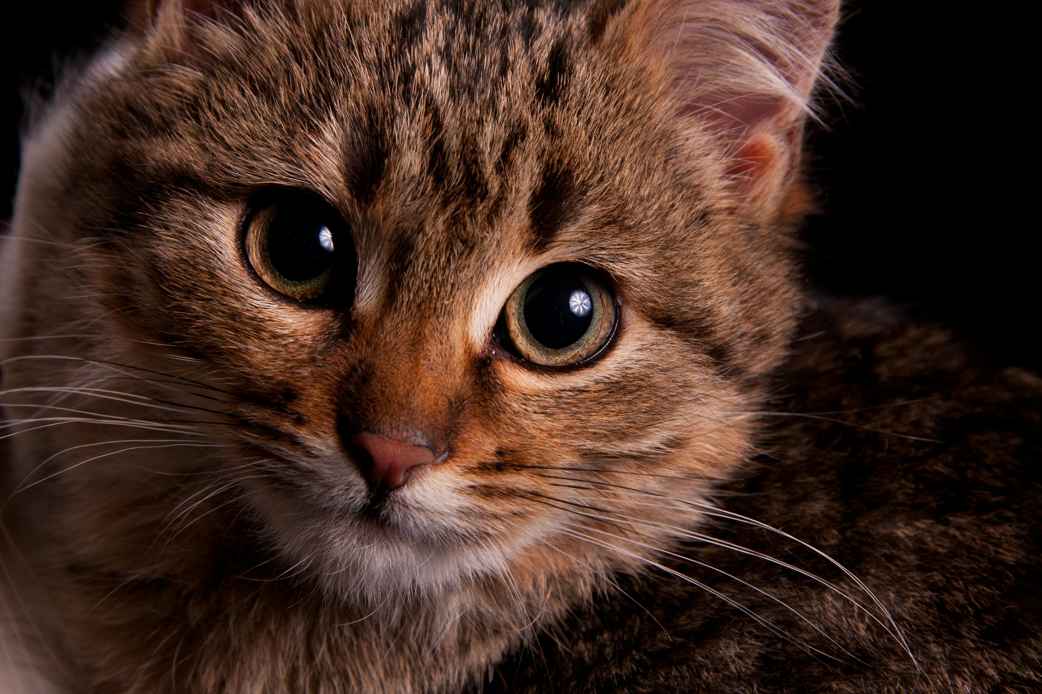 Judging Eyes Photos, Download The BEST Free Judging Eyes Stock Photos ...