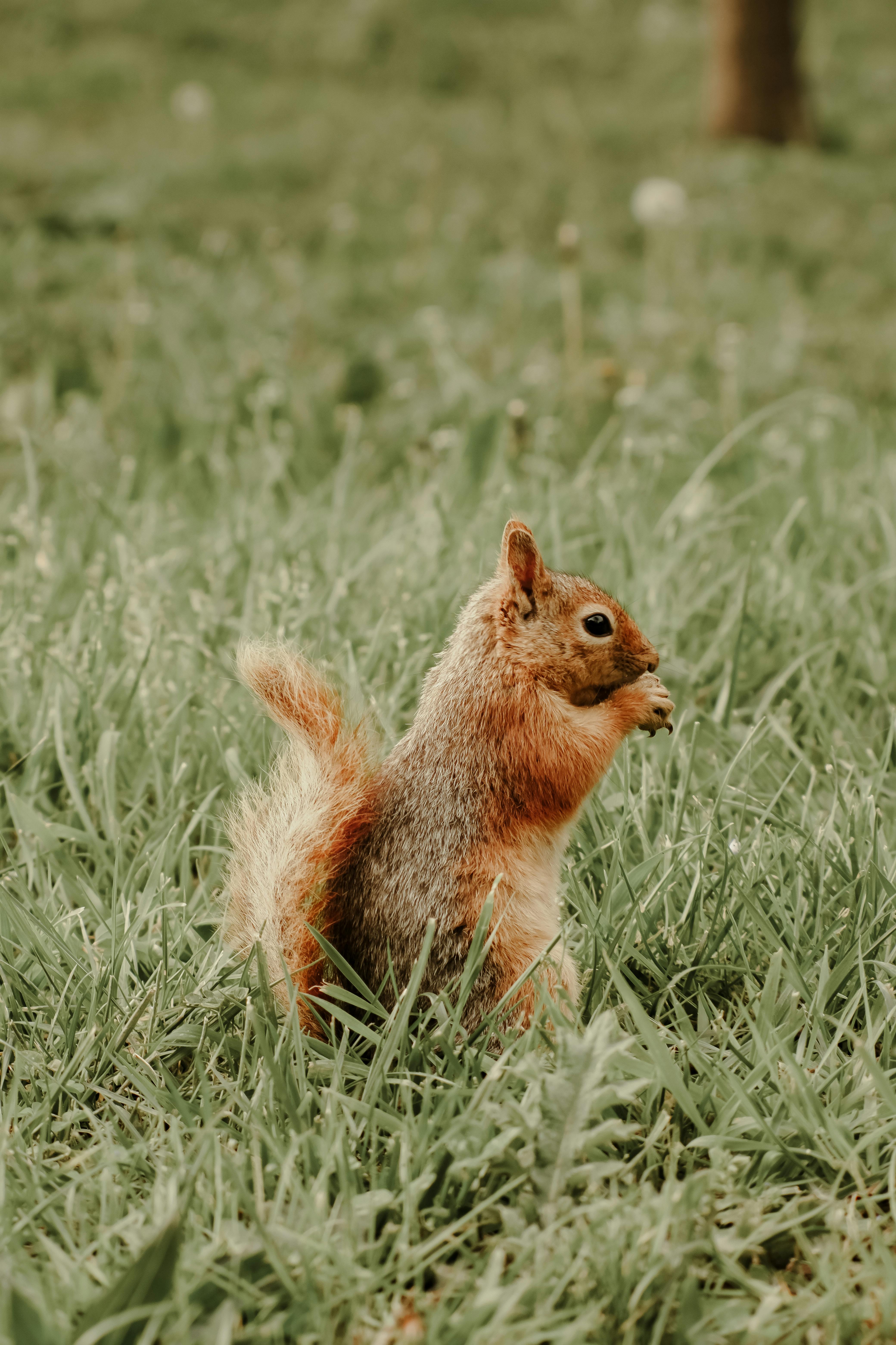 Close up of Squirrel in Grass · Free Stock Photo