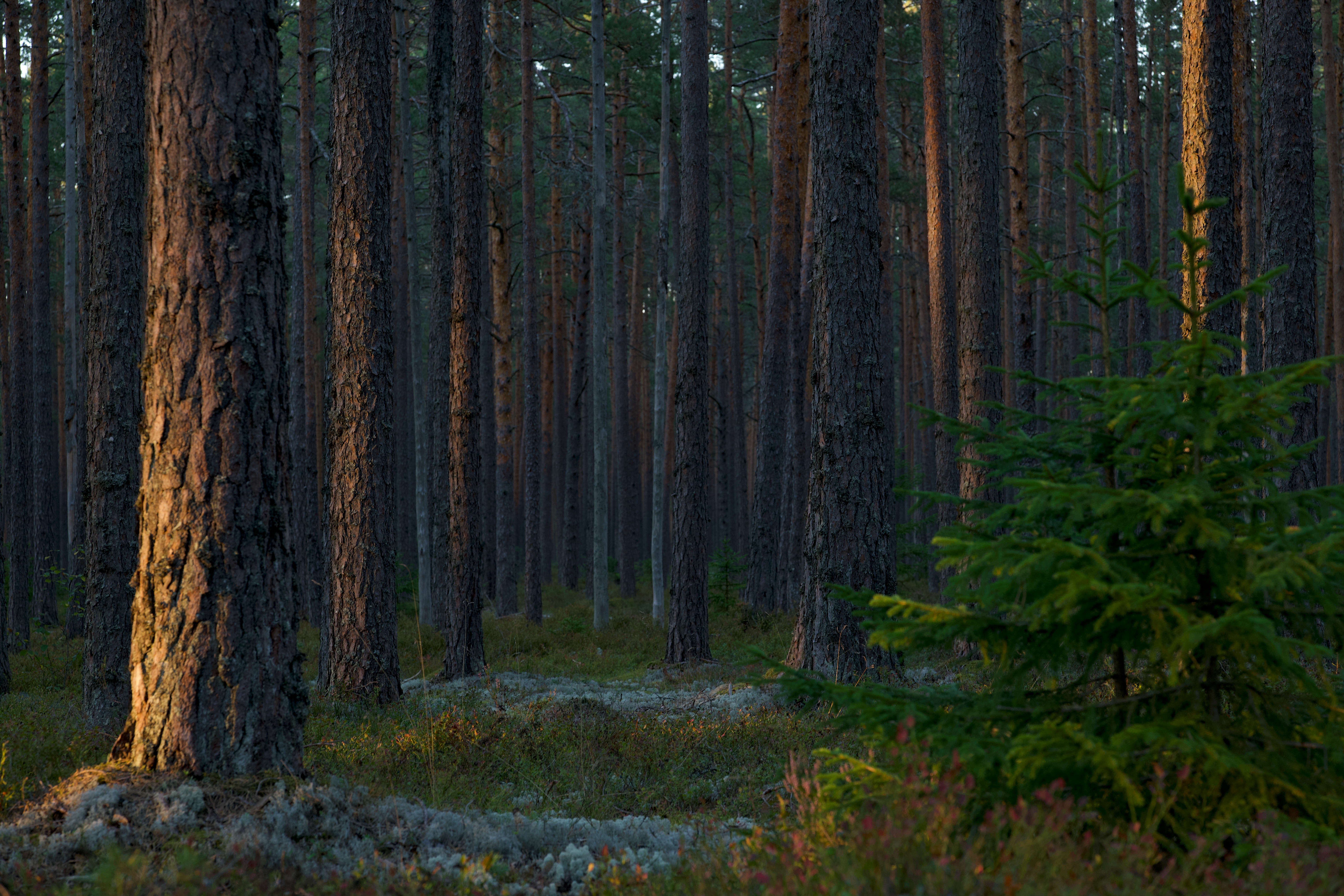 Evergreen Trees in Forest · Free Stock Photo