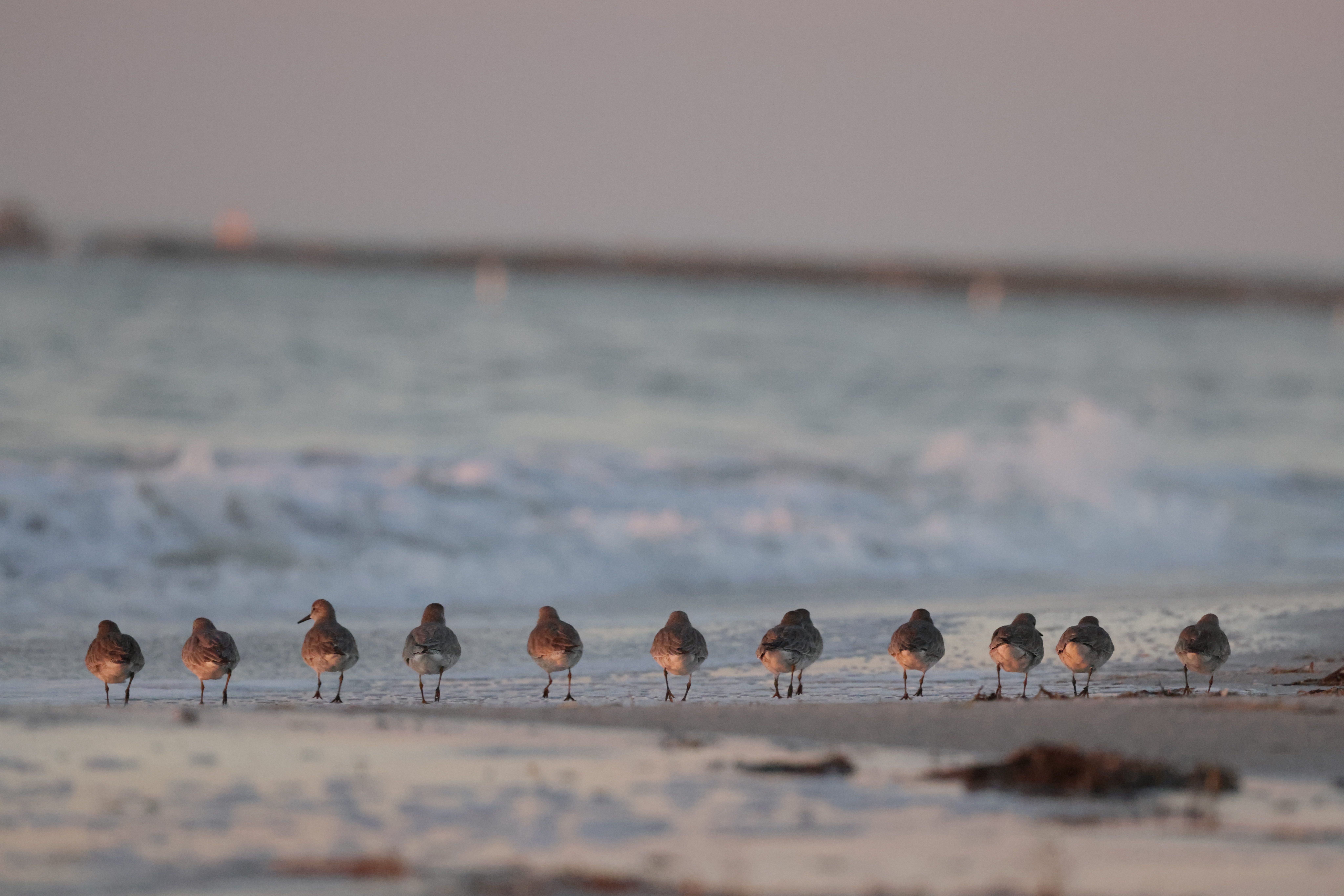 Birds Singing In A Row Photos, Download The BEST Free Birds Singing In ...