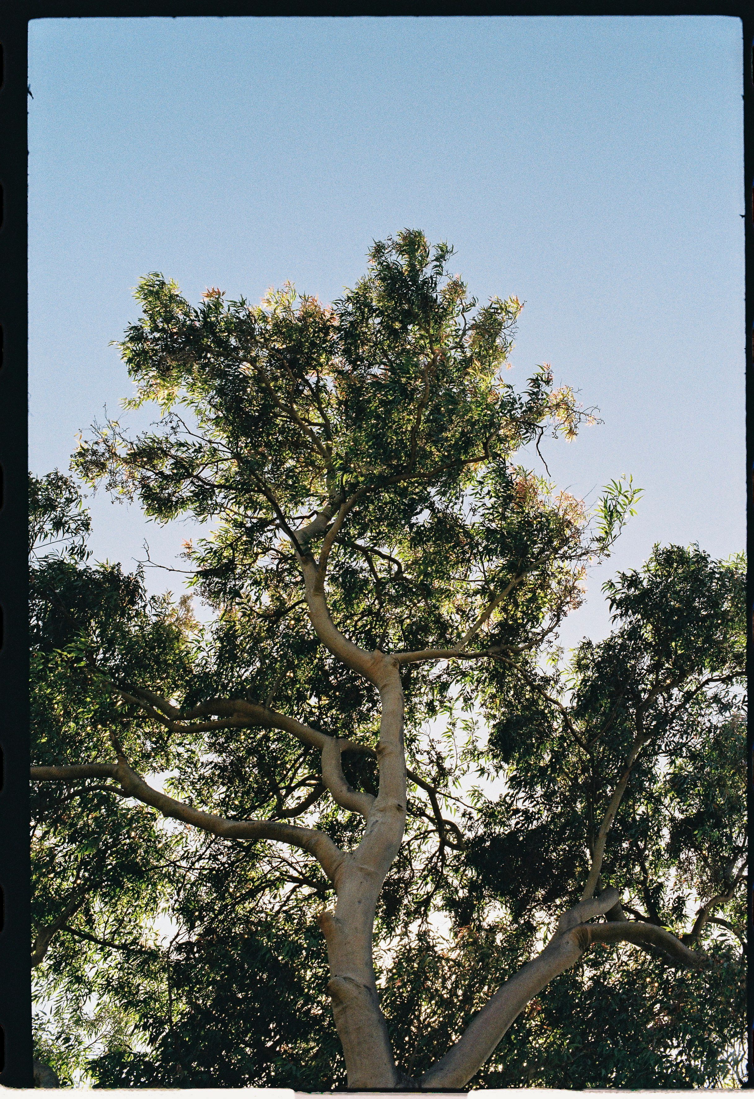 Low Angle Shot of Tree · Free Stock Photo