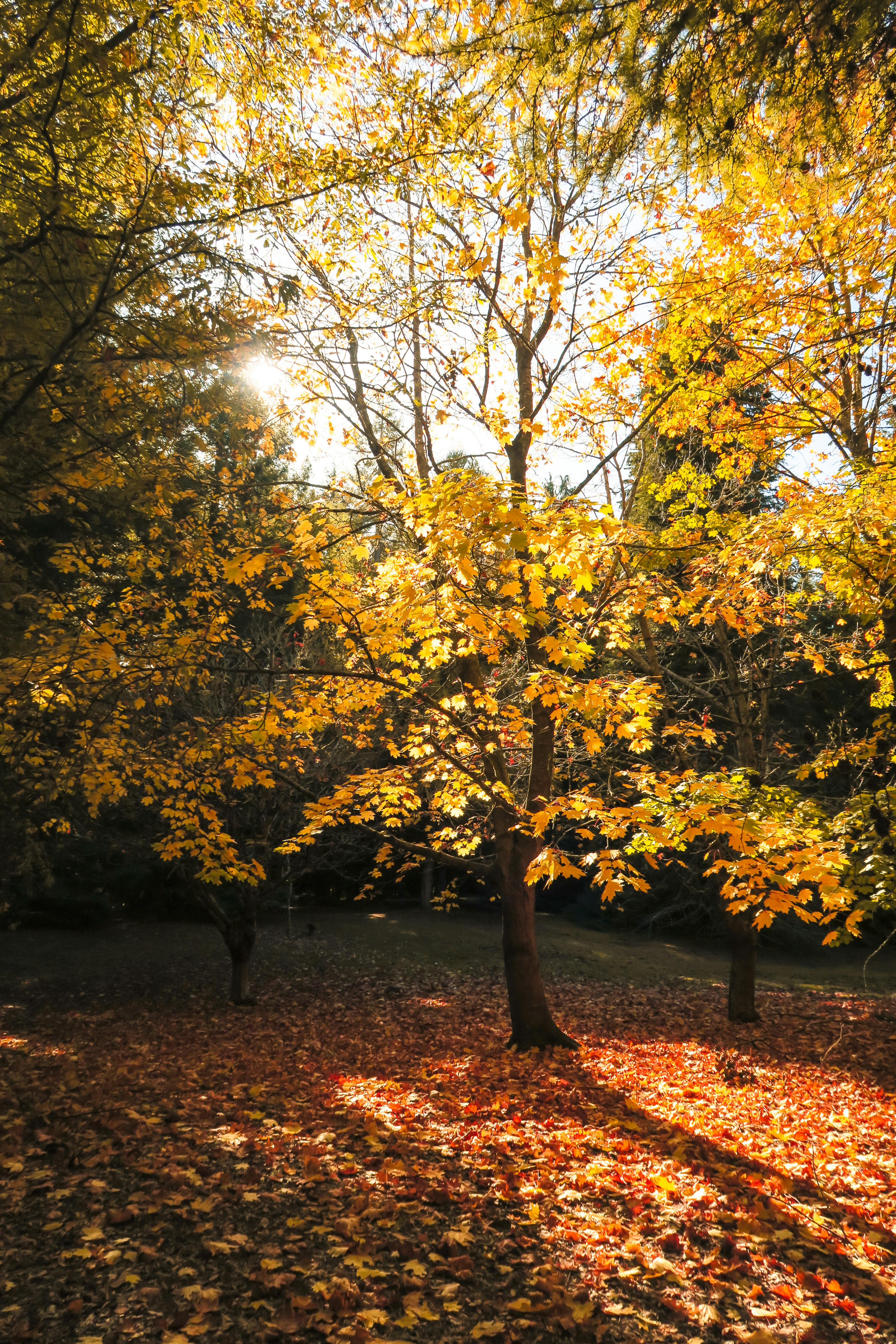 Autumn Leaves under Trees · Free Stock Photo