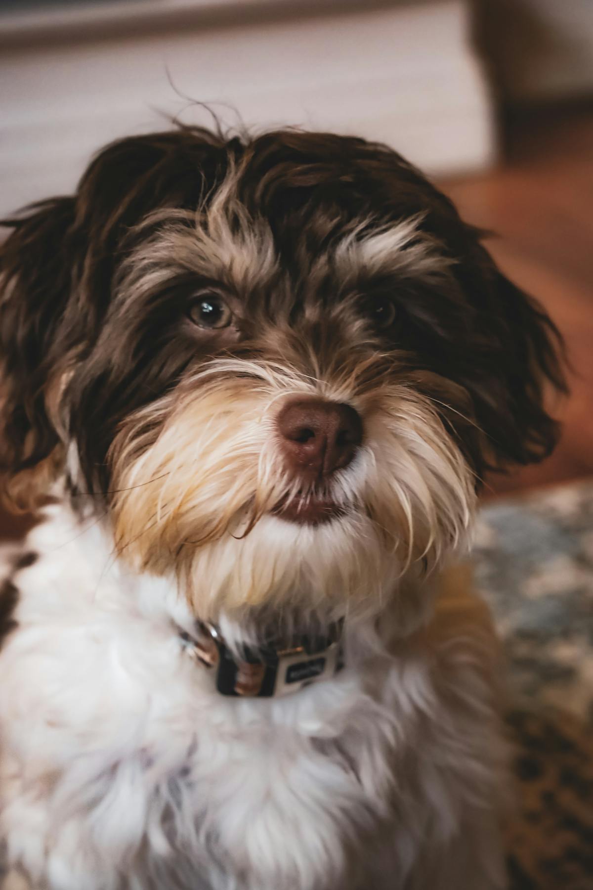 Cockapoo Dog Photos, Download The BEST Free Cockapoo Dog Stock Photos ...