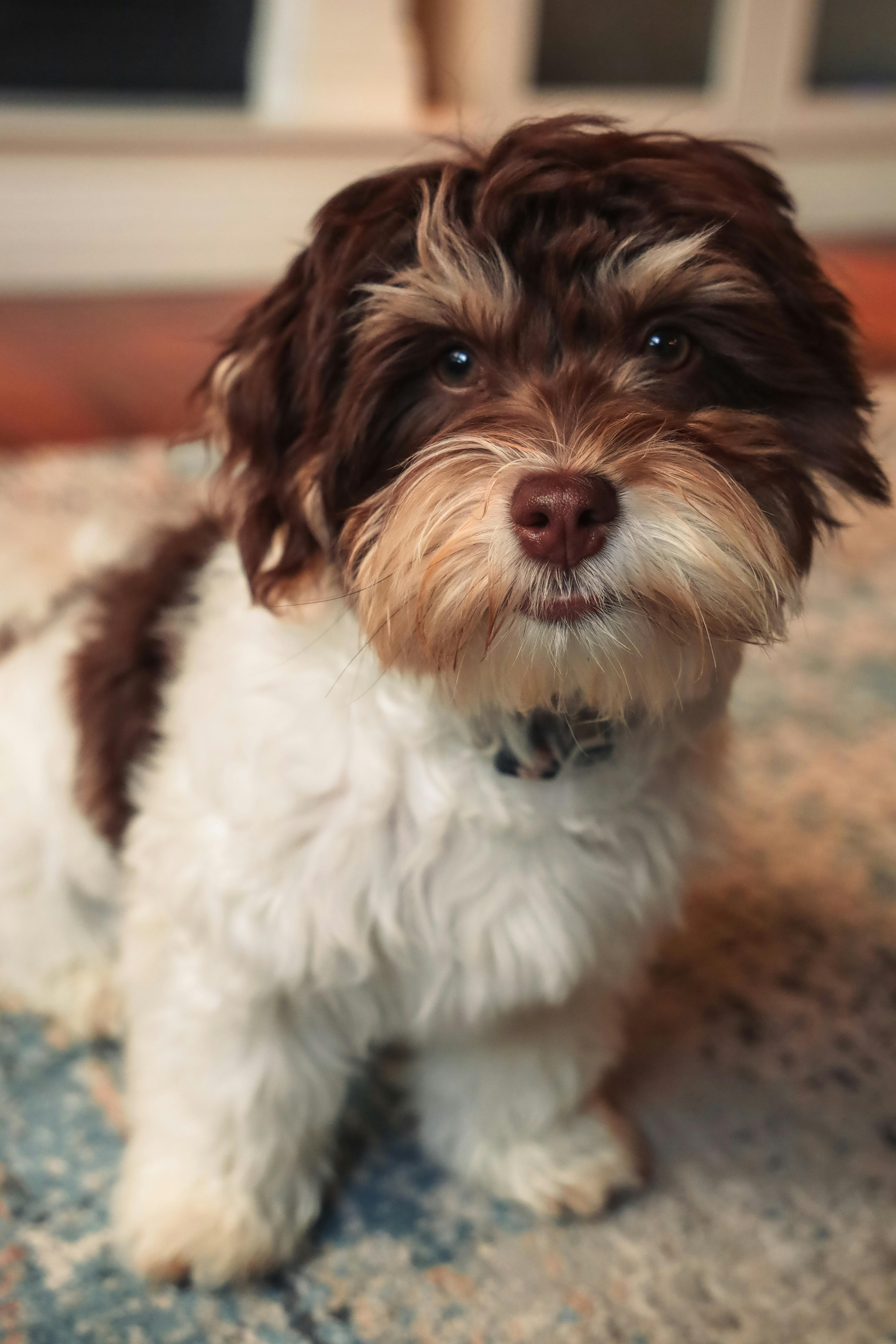 Photo of a Small Hairy Dog on a Carpet · Free Stock Photo