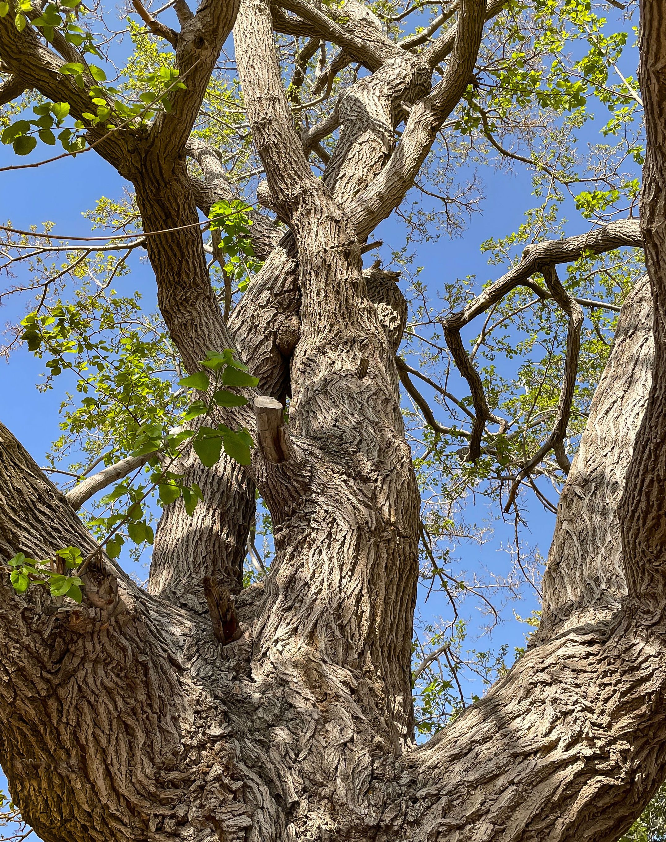 Tree Branches under a Clear Blue Sky · Free Stock Photo