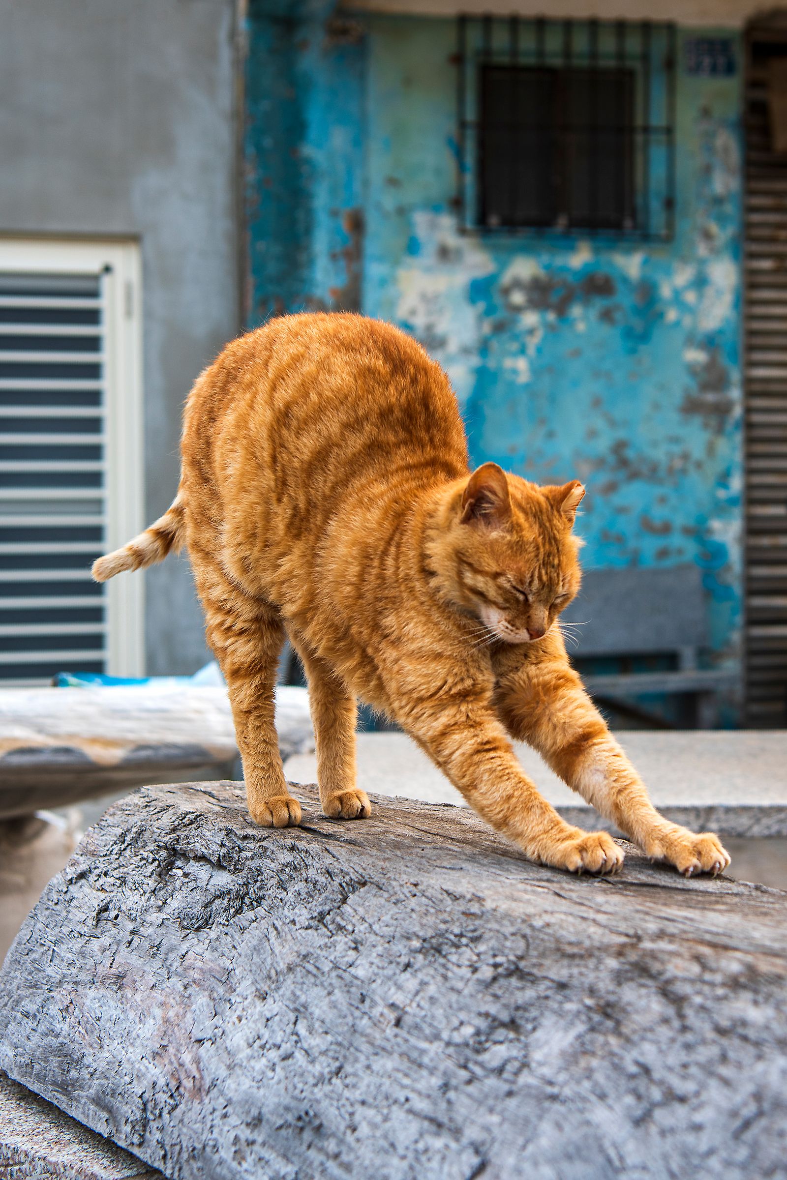 Cat Poses Photos, Download The BEST Free Cat Poses Stock Photos & HD Images
