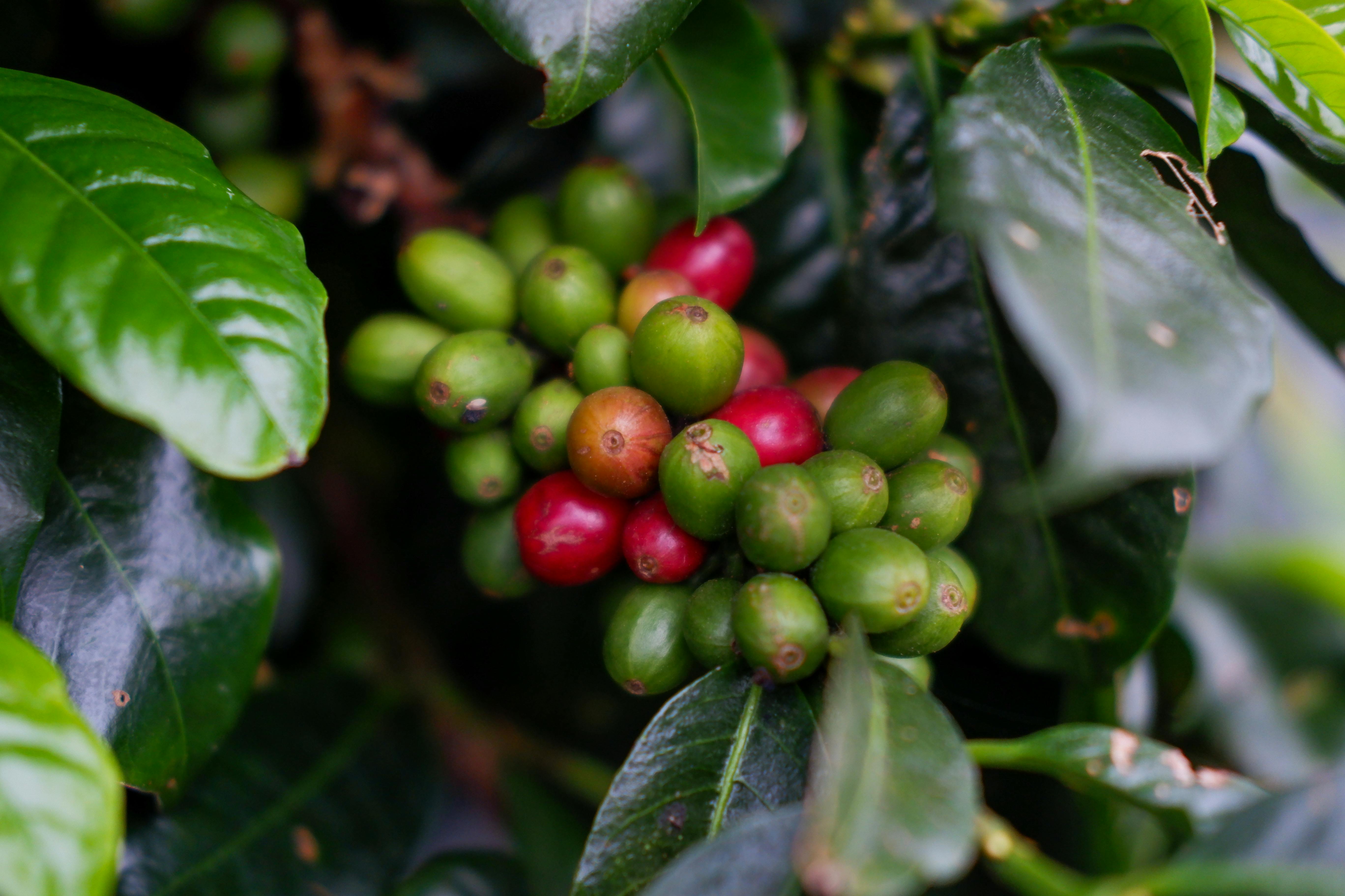 Ibrahim Hasan - Photography