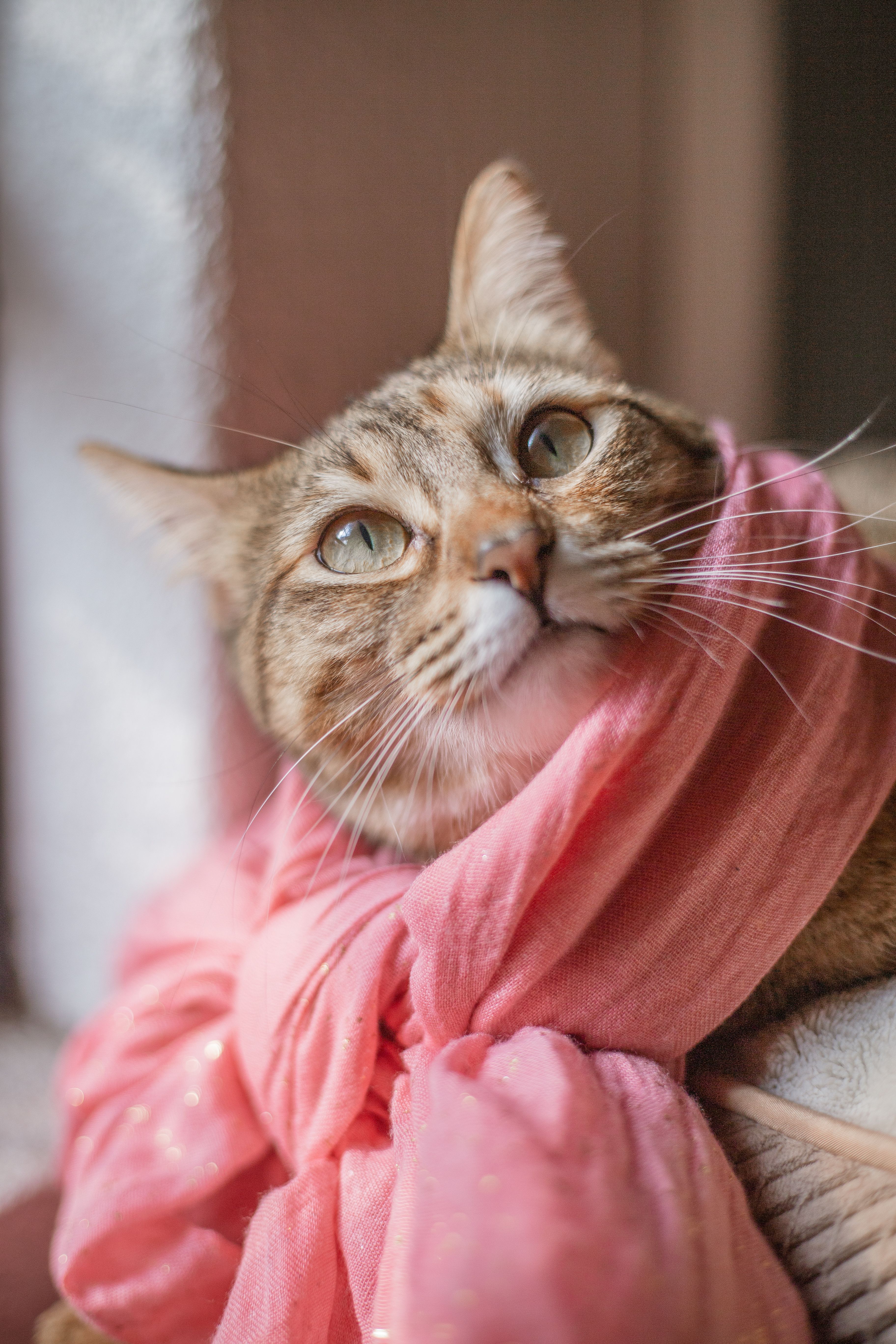 Cat with Scarf over Neck · Free Stock Photo