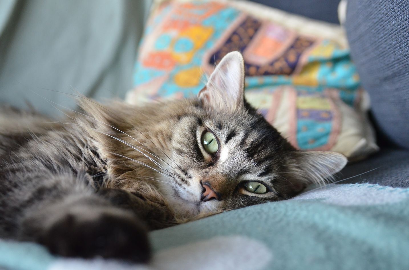 Cat Stomach Cancer Life Expectancy and Survival Rates