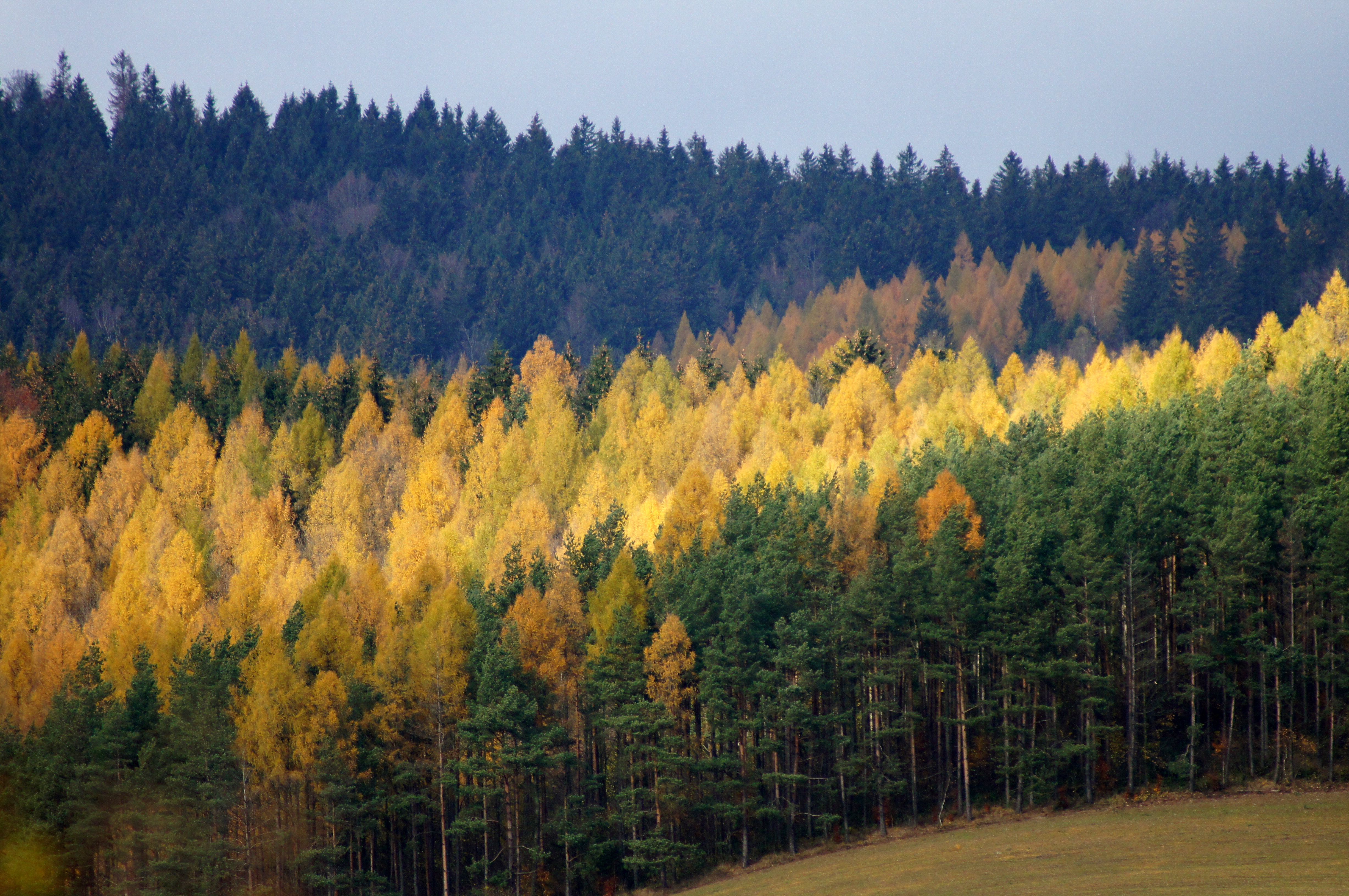 A field with many trees in the fall · Free Stock Photo