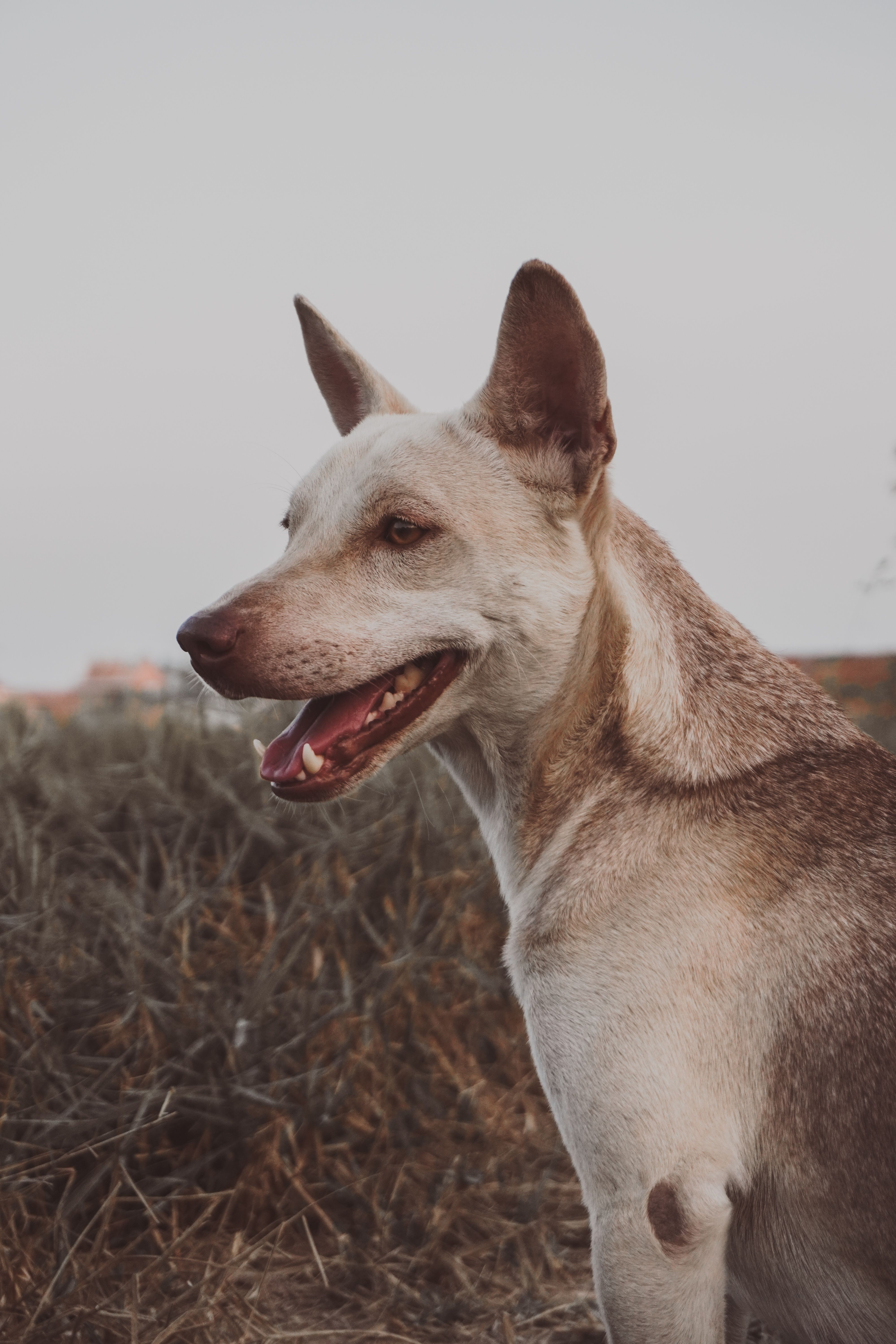Landscape Dog Wallpaper Photos, Download The BEST Free Landscape Dog ...