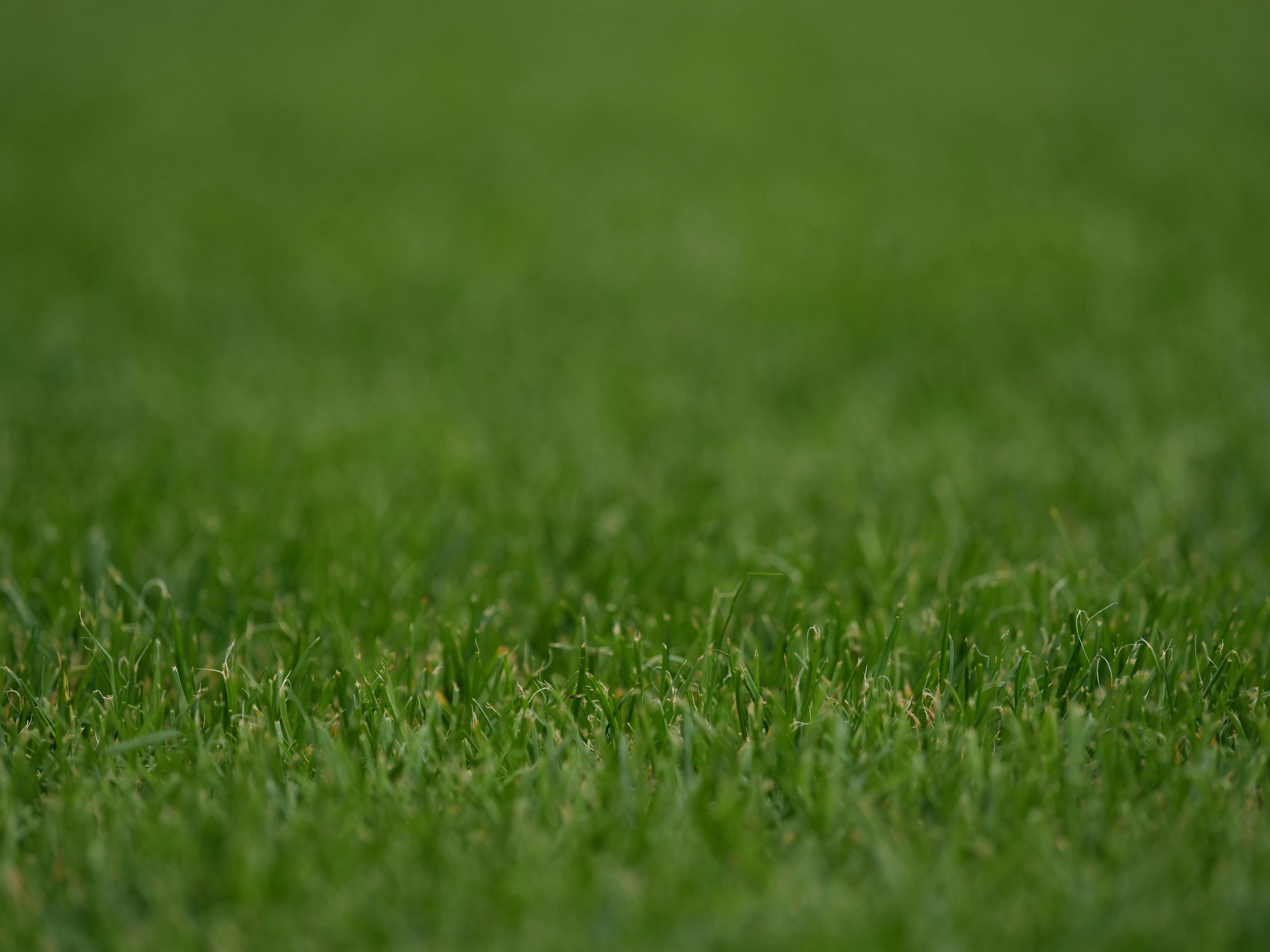 Kreml Turf Photos, Download The BEST Free Kreml Turf Stock Photos & HD ...