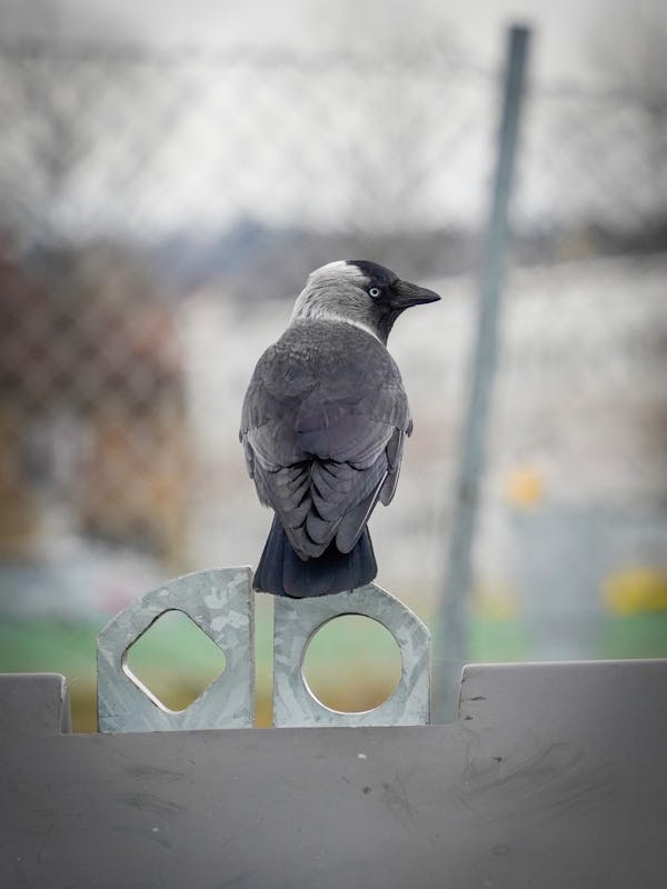 Ghughu Bird Photos, Download The BEST Free Ghughu Bird Stock Photos ...