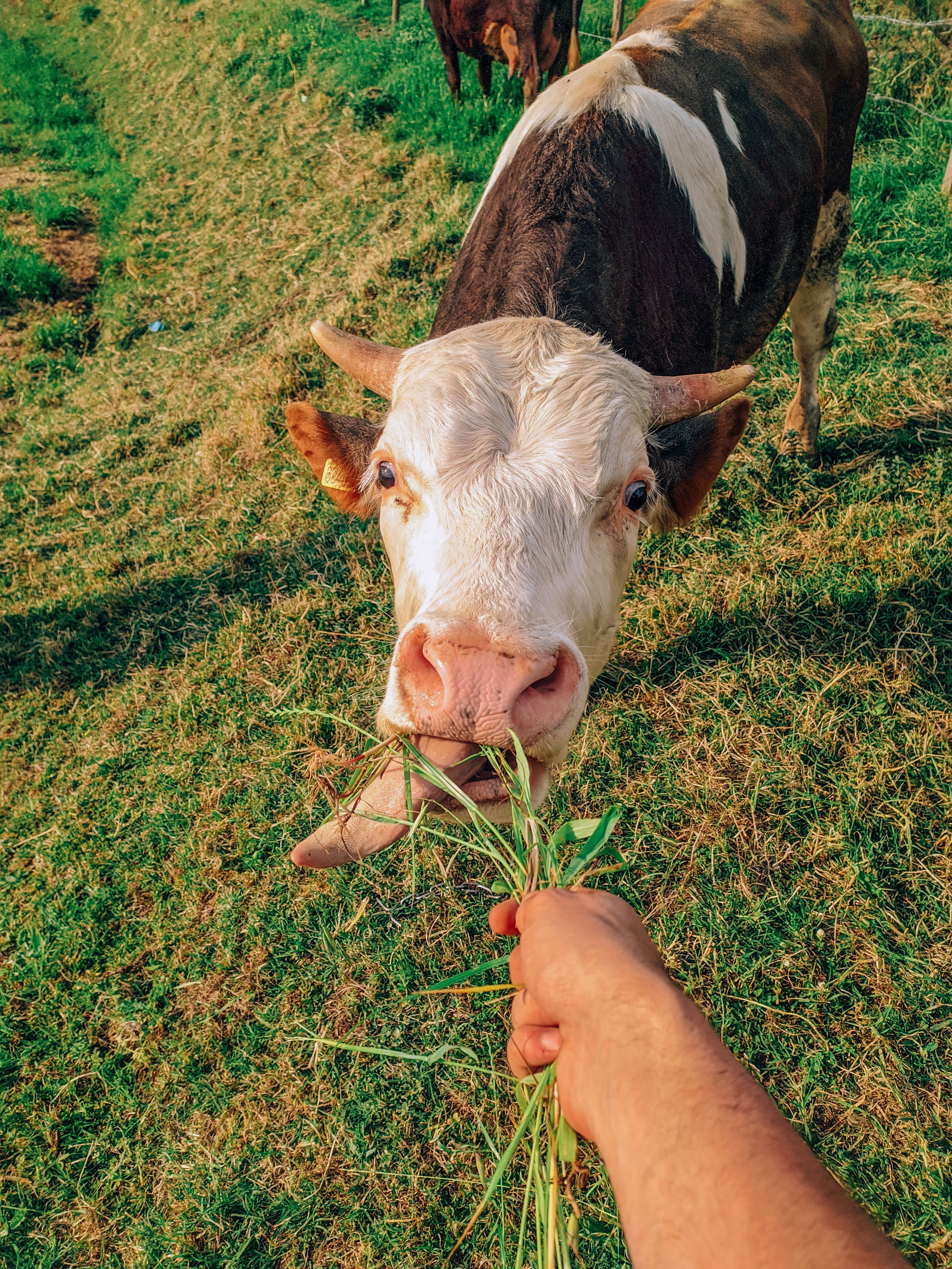 Humanity To Cattle Photos, Download The BEST Free Humanity To Cattle ...