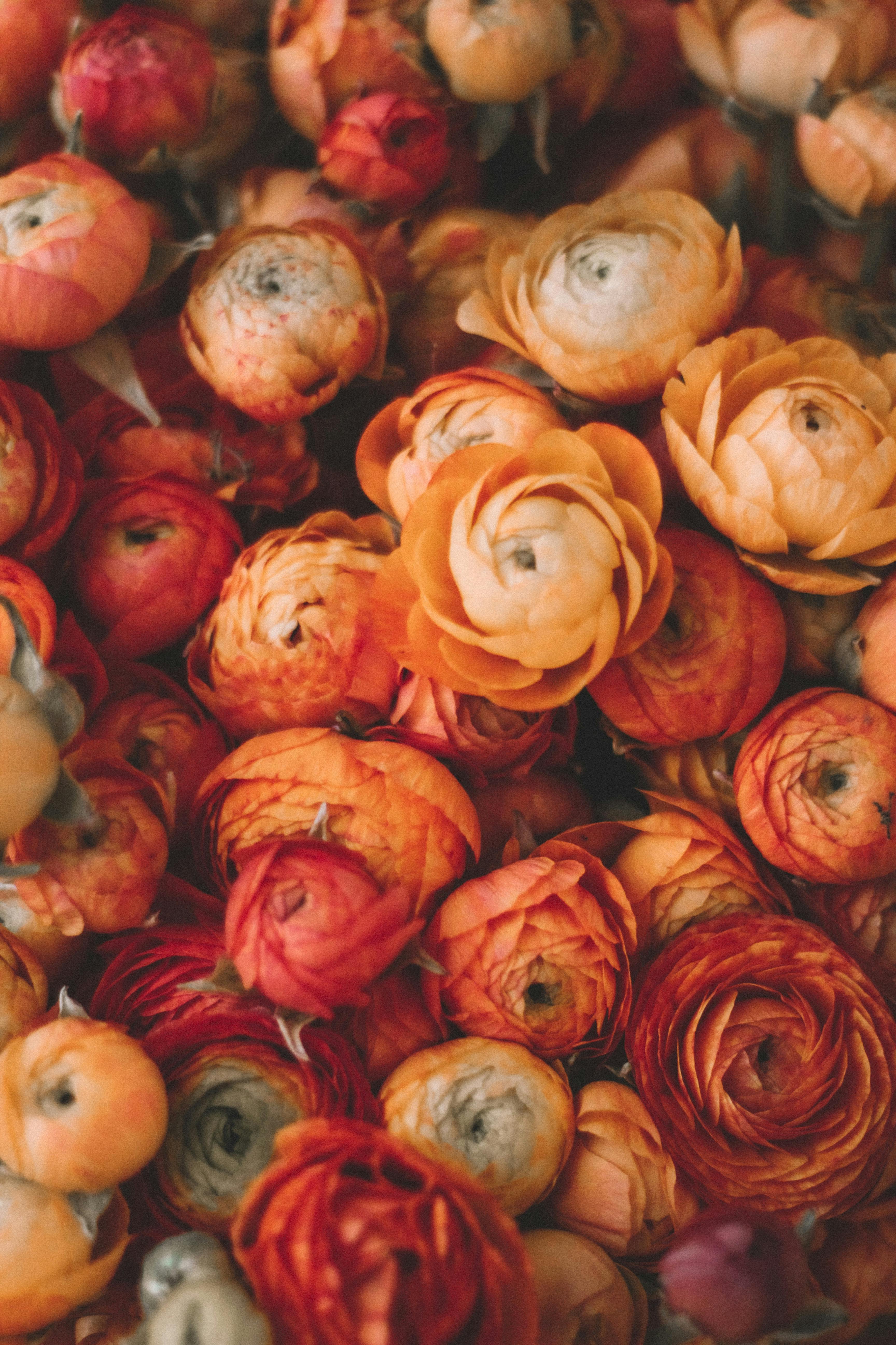 Dried Ranunculus Flowers · Free Stock Photo