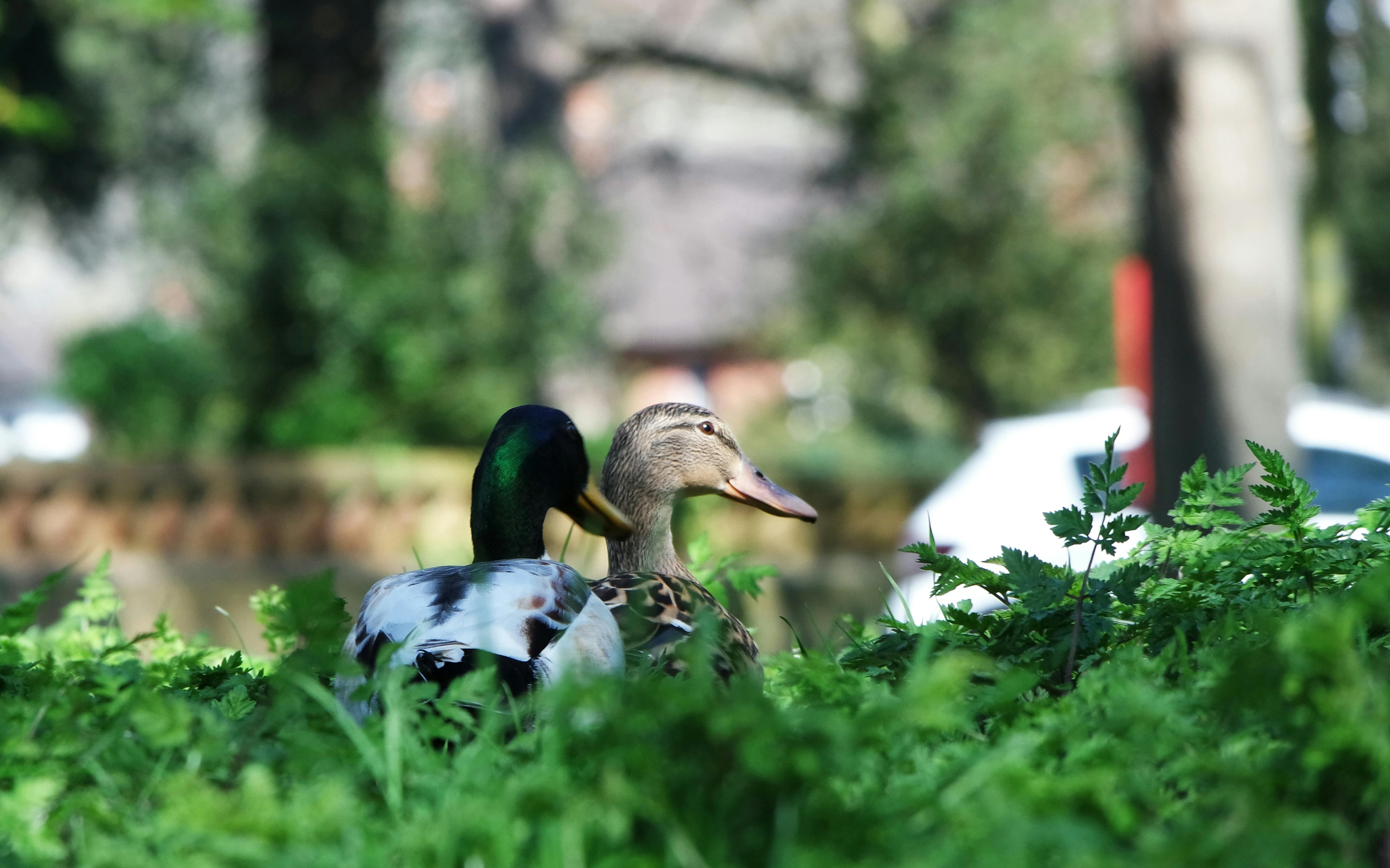 Mating Birds Photos, Download The BEST Free Mating Birds Stock Photos ...
