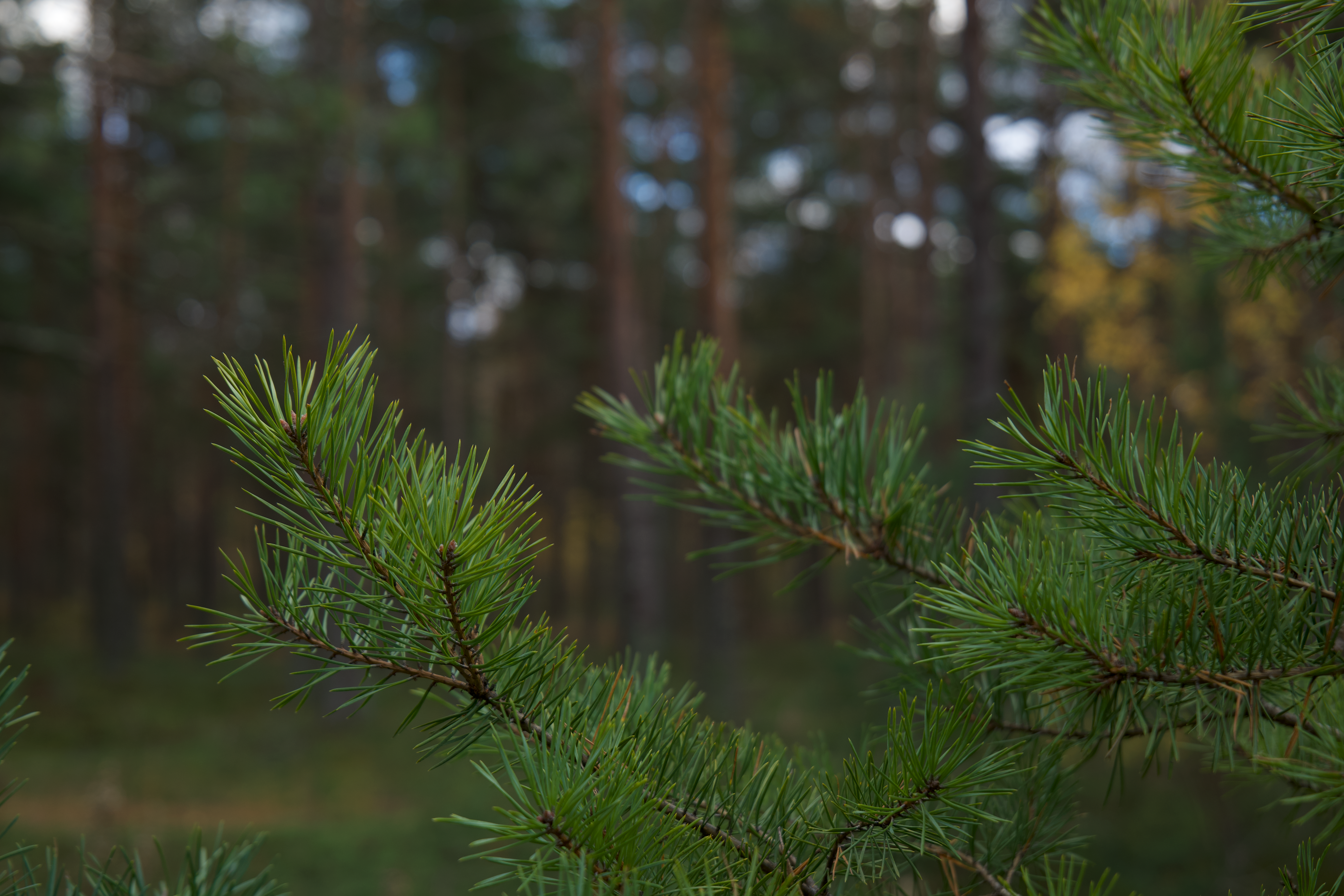 Needles on Branches of Conifer Tree · Free Stock Photo