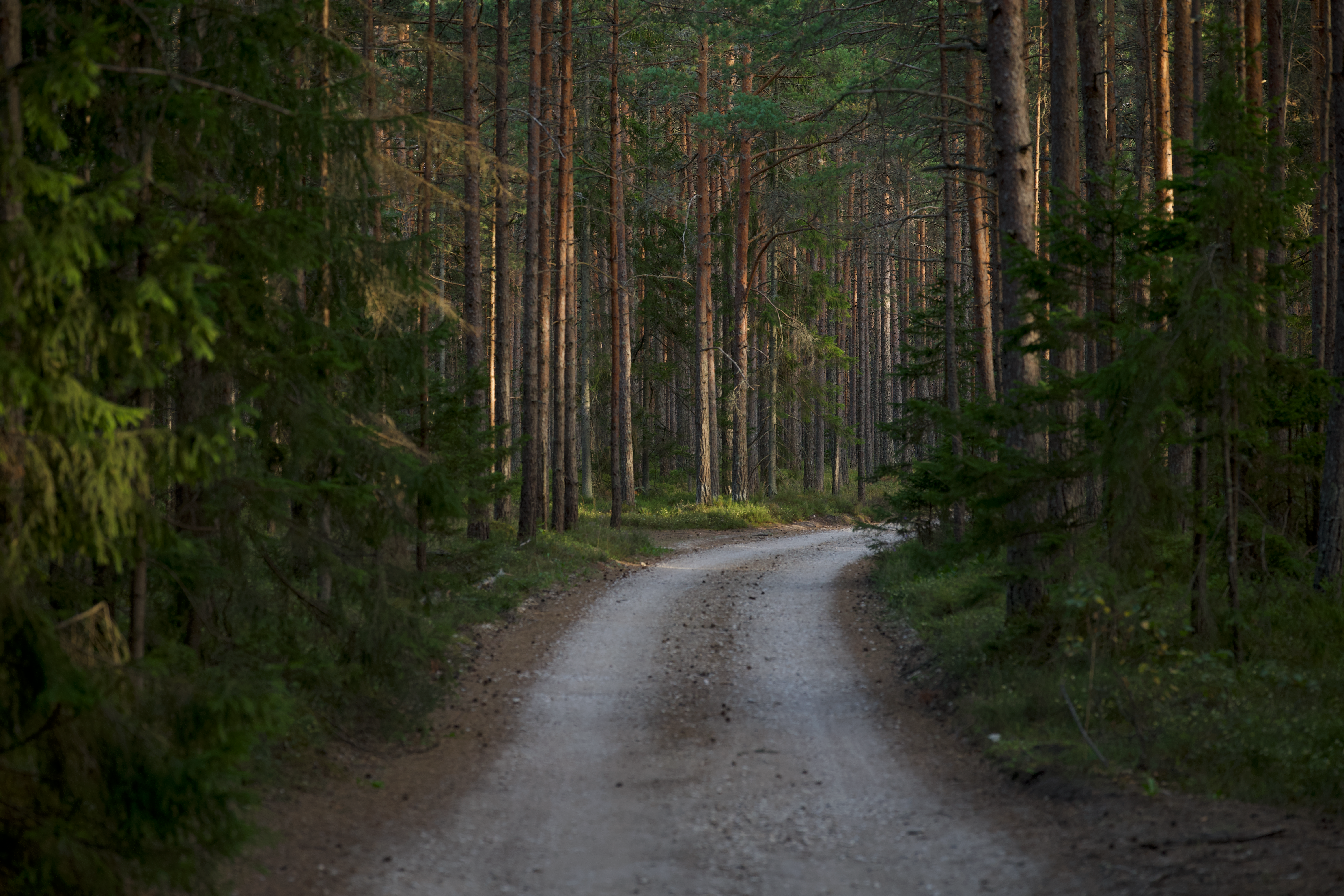 Forest road · Free Stock Photo
