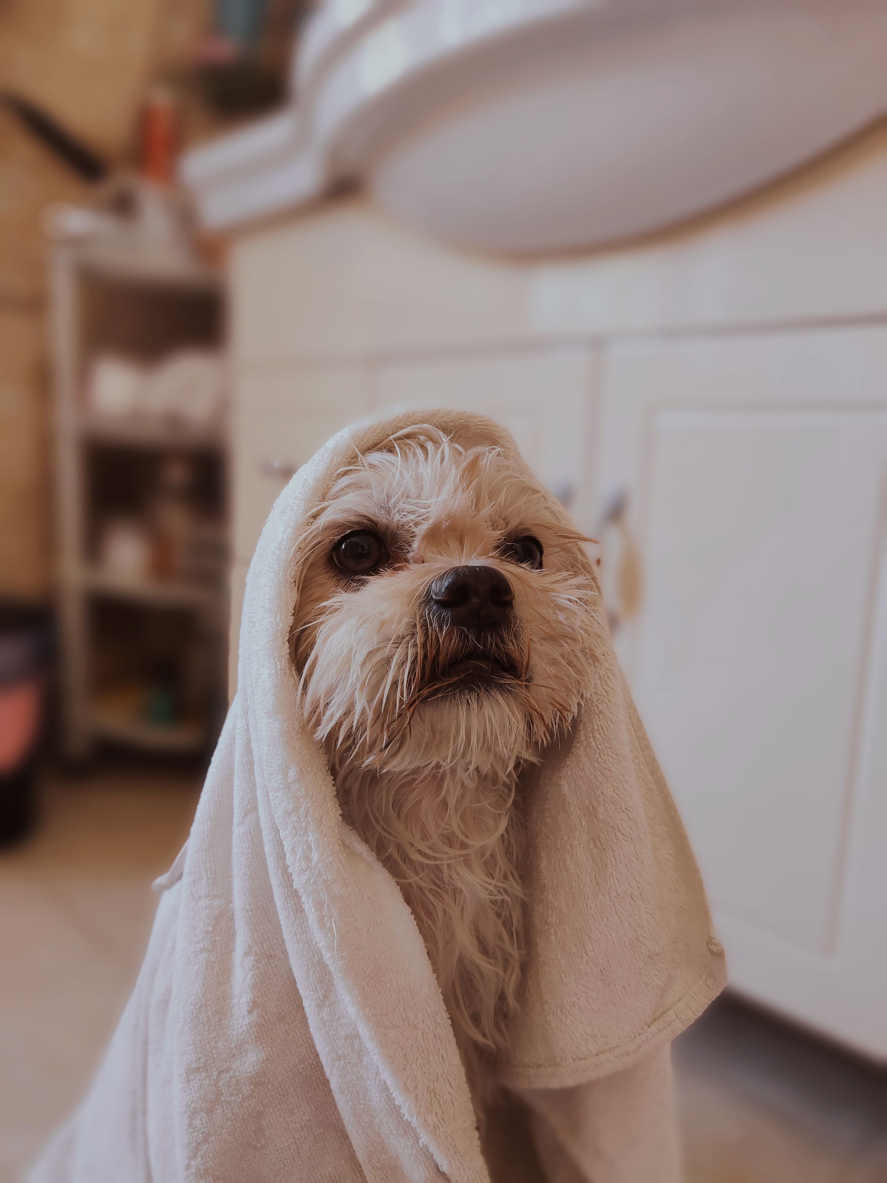 Sufla Lhasa Photos, Download The BEST Free Sufla Lhasa Stock Photos ...