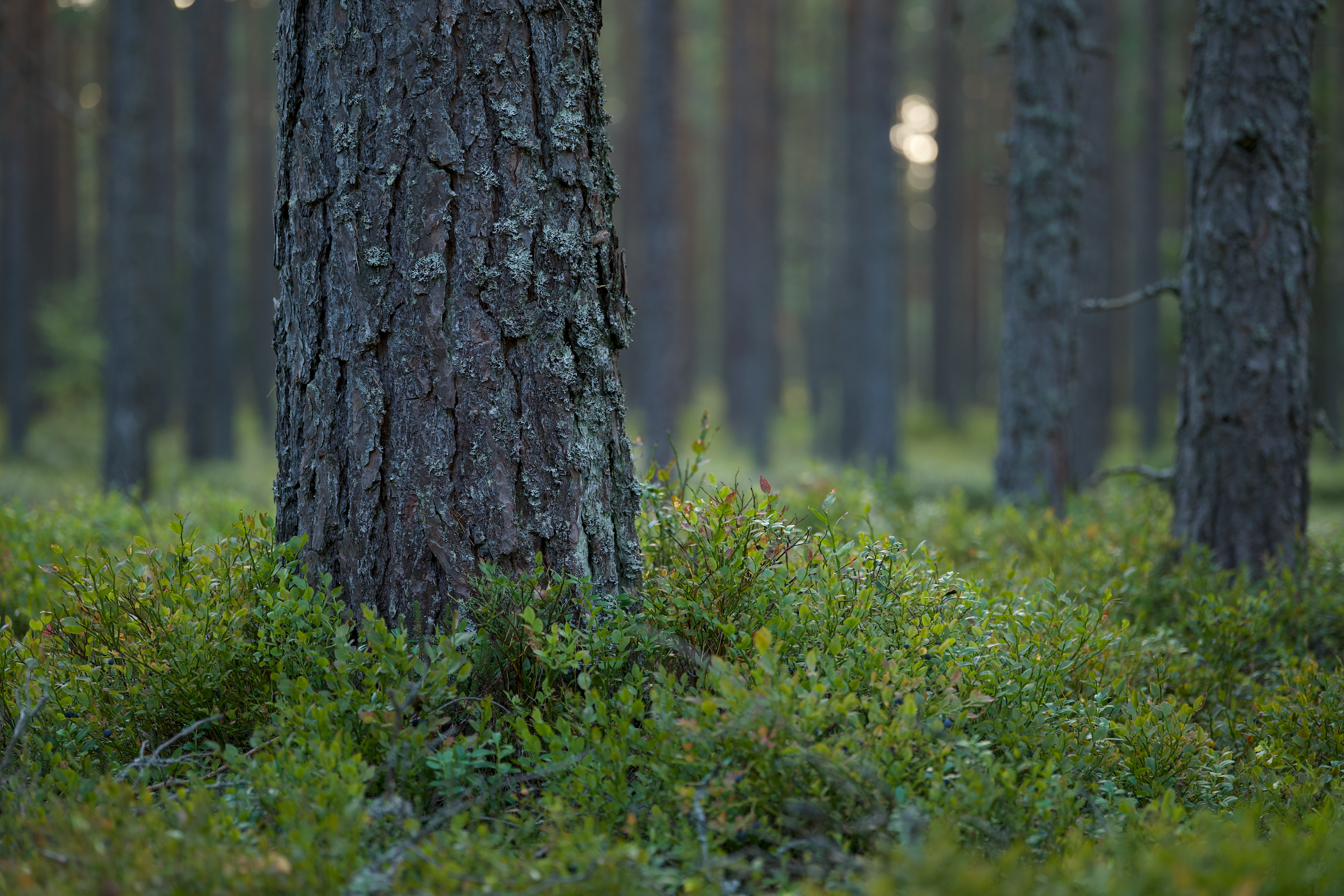 Brown Bark on Trees in Forest · Free Stock Photo