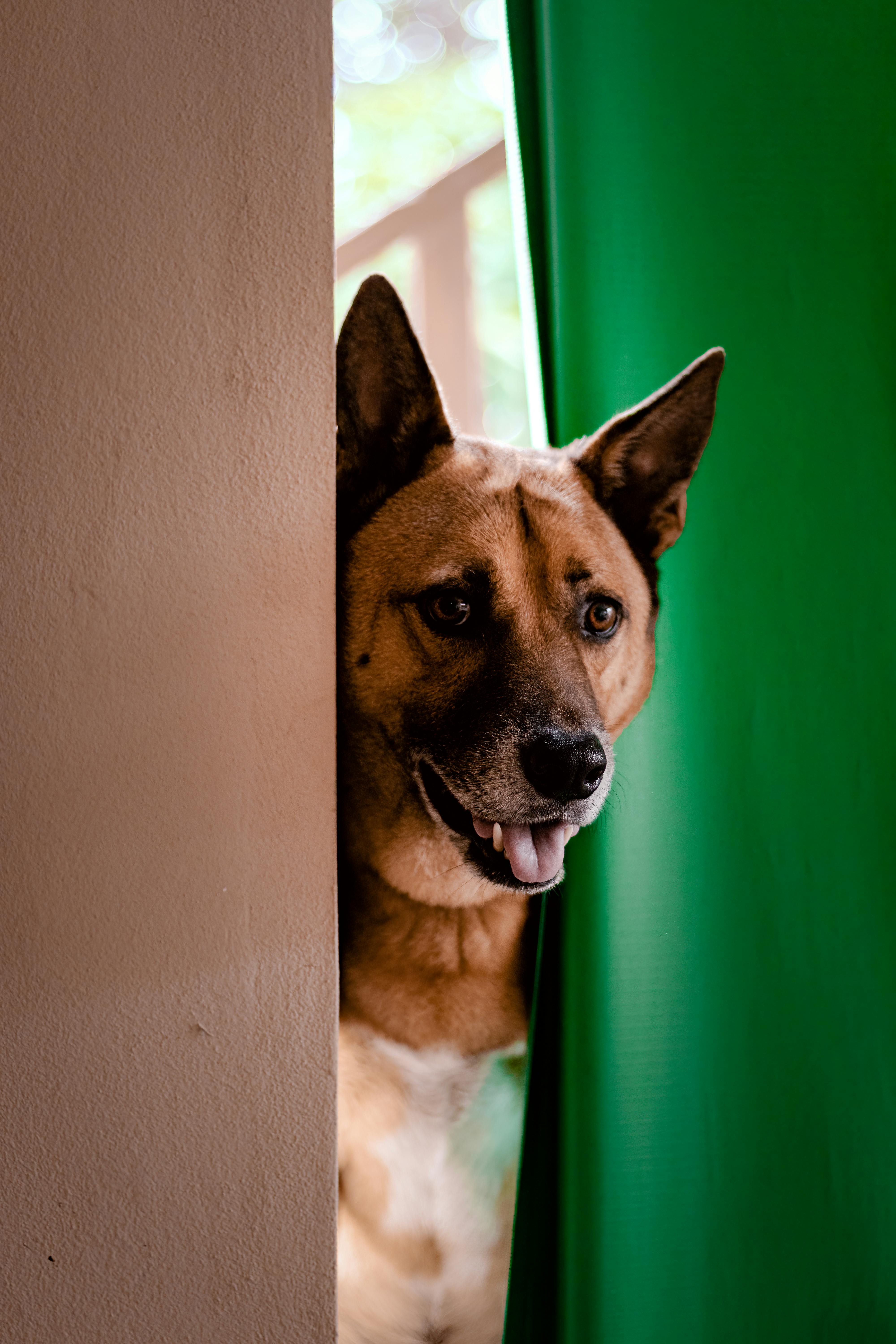 Dog Peeking from Behind the Curtain · Free Stock Photo