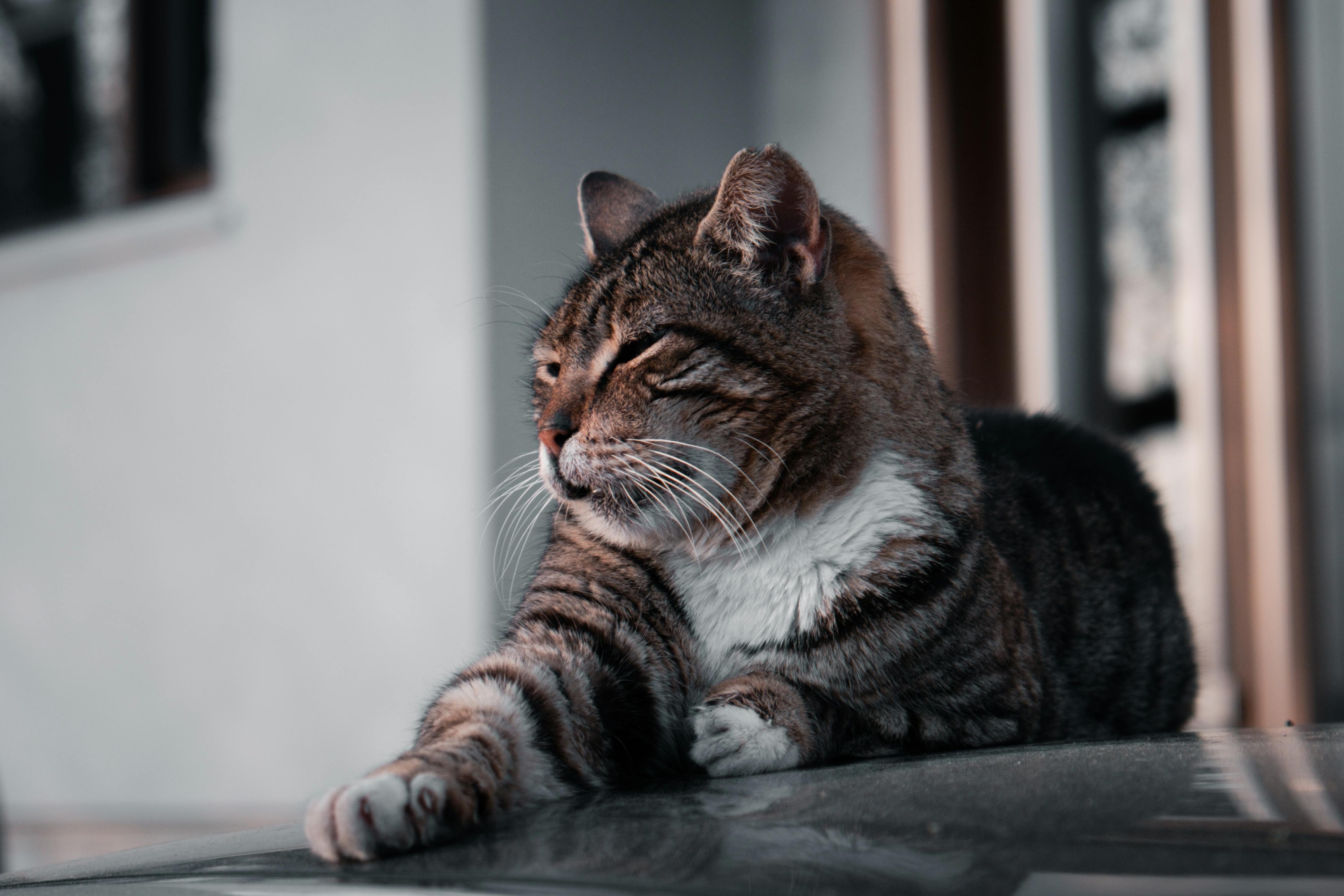 Big Tabby Cat · Free Stock Photo
