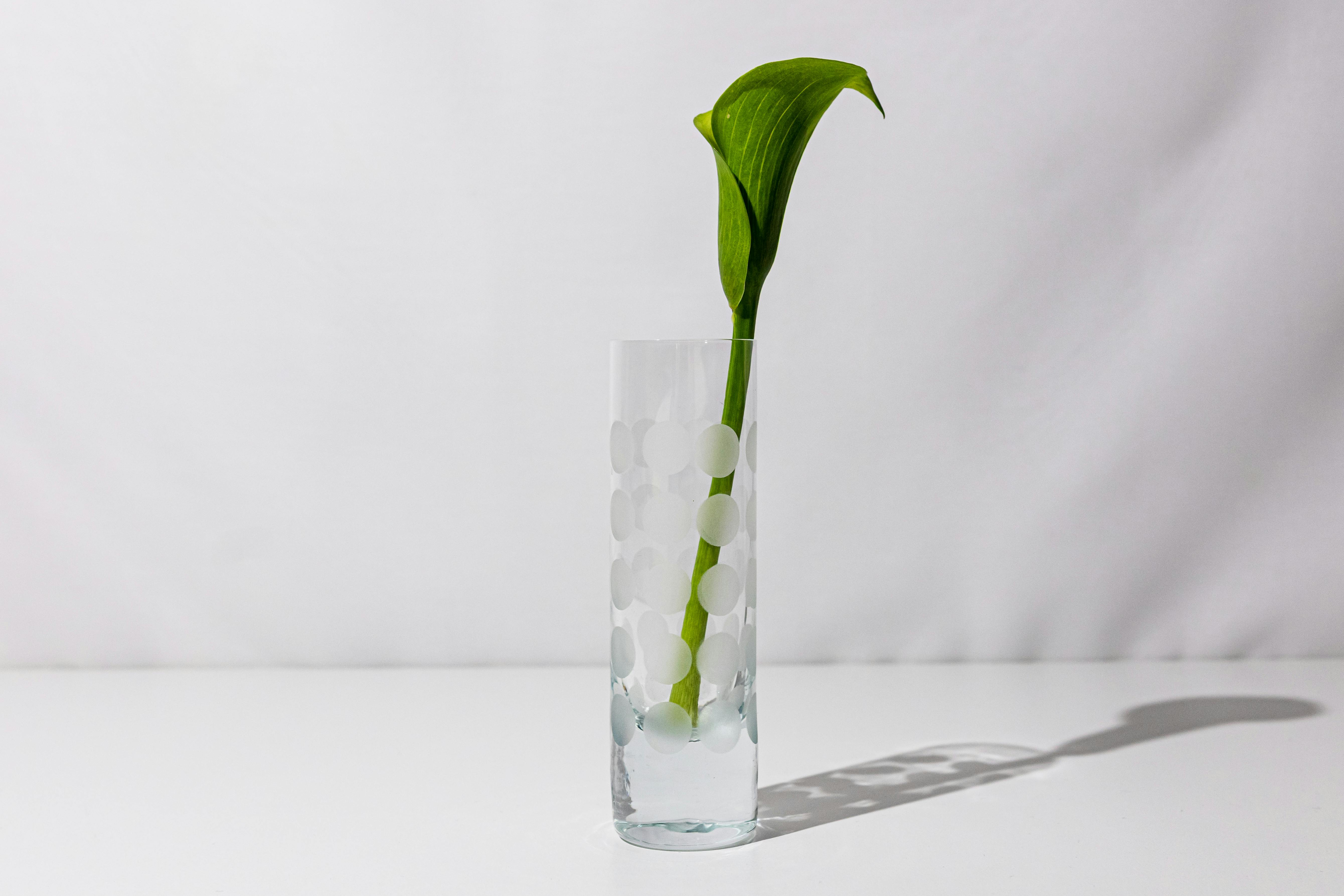 Mint Plant White Background Photos, Download The BEST Free Mint Plant ...