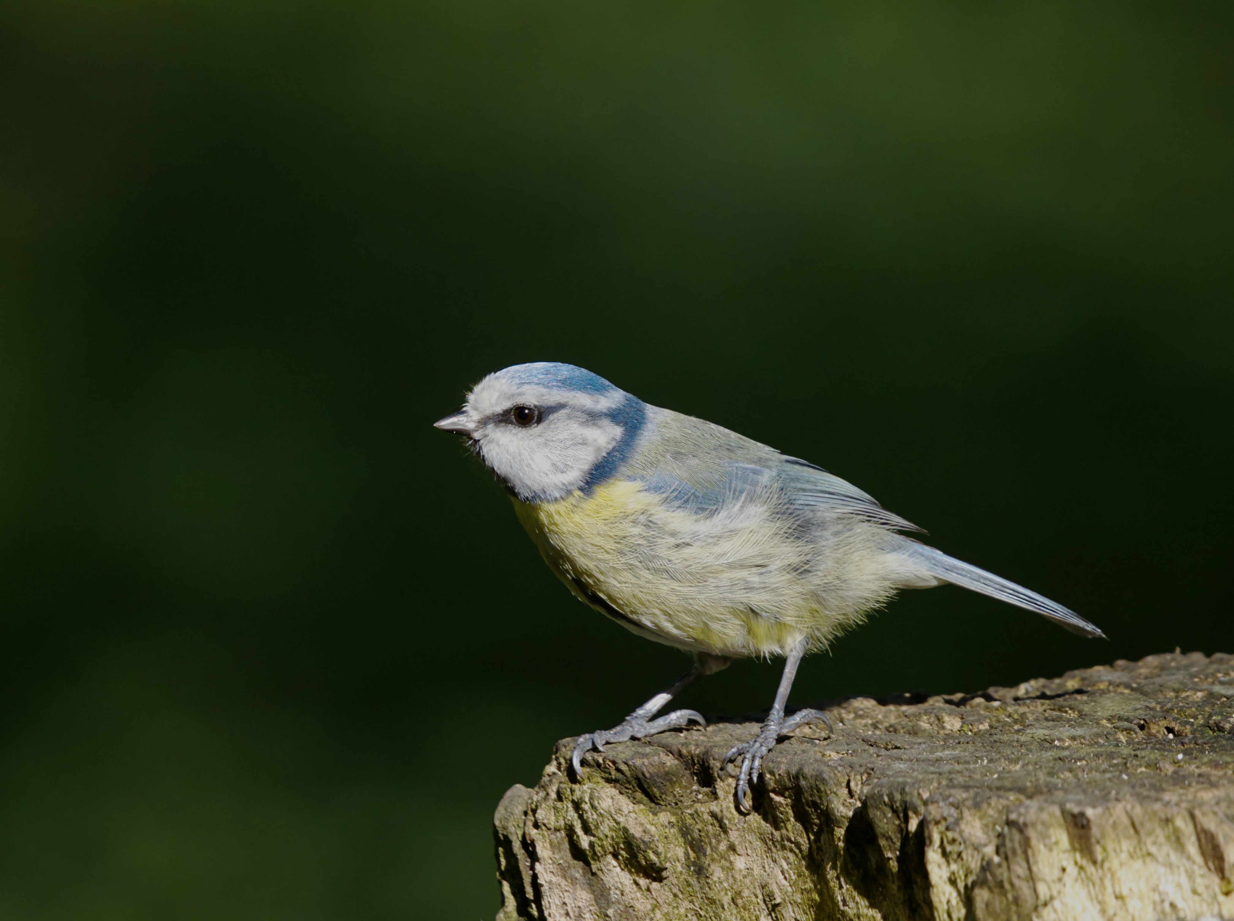 Small Bird in Nature · Free Stock Photo