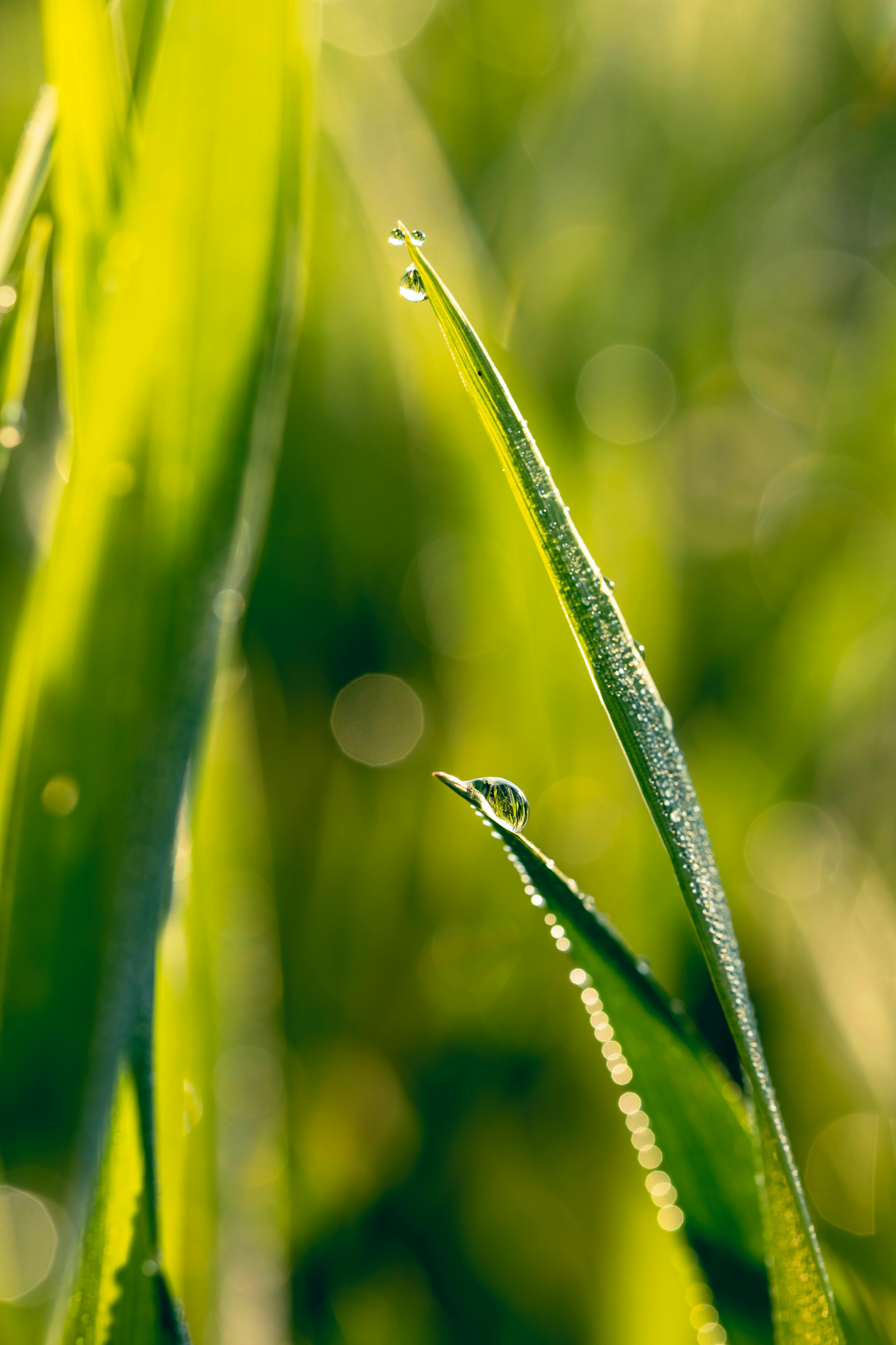 Micro Leaf Photos, Download The BEST Free Micro Leaf Stock Photos & HD ...