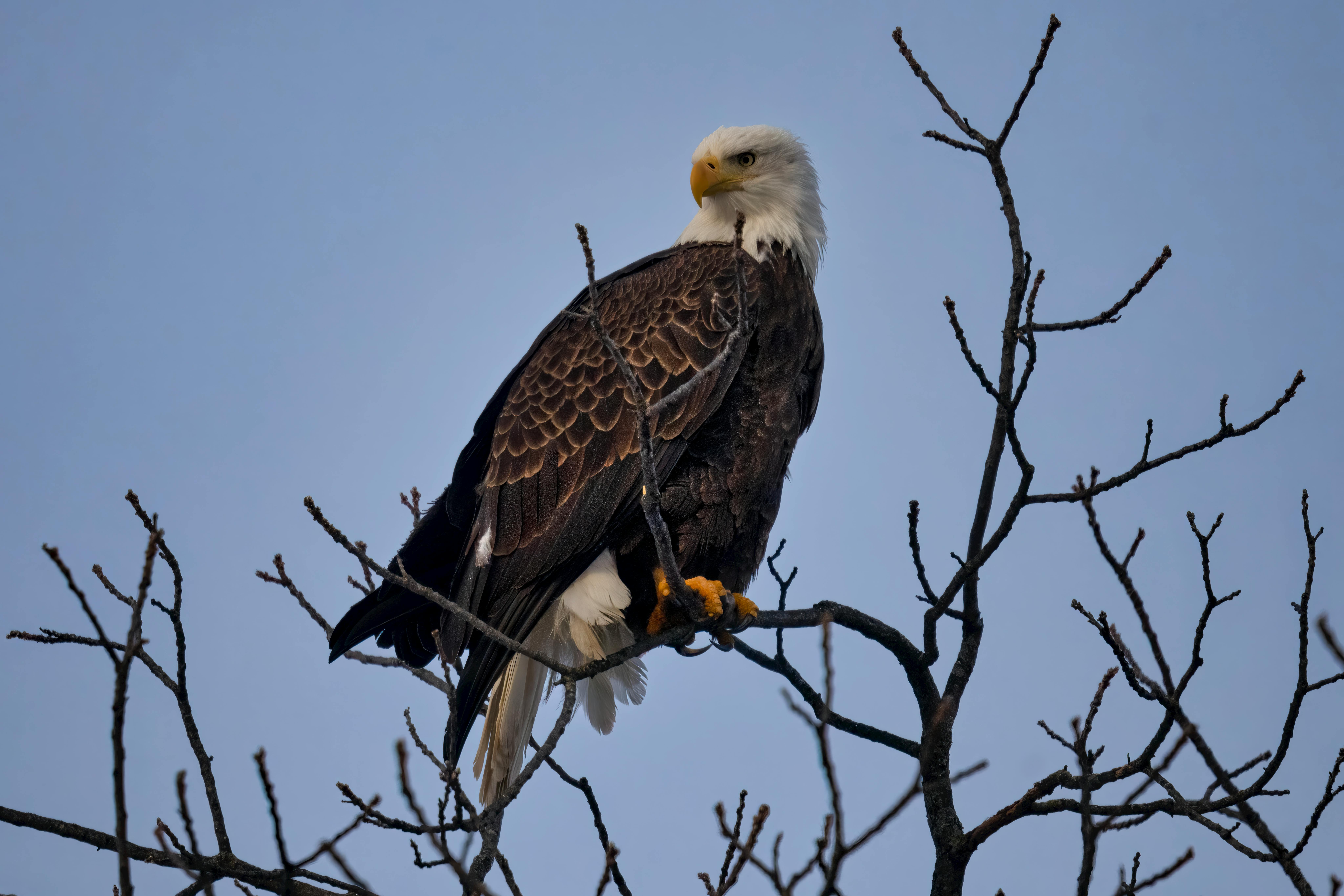 Bald Eagle Flying · Free Stock Photo
