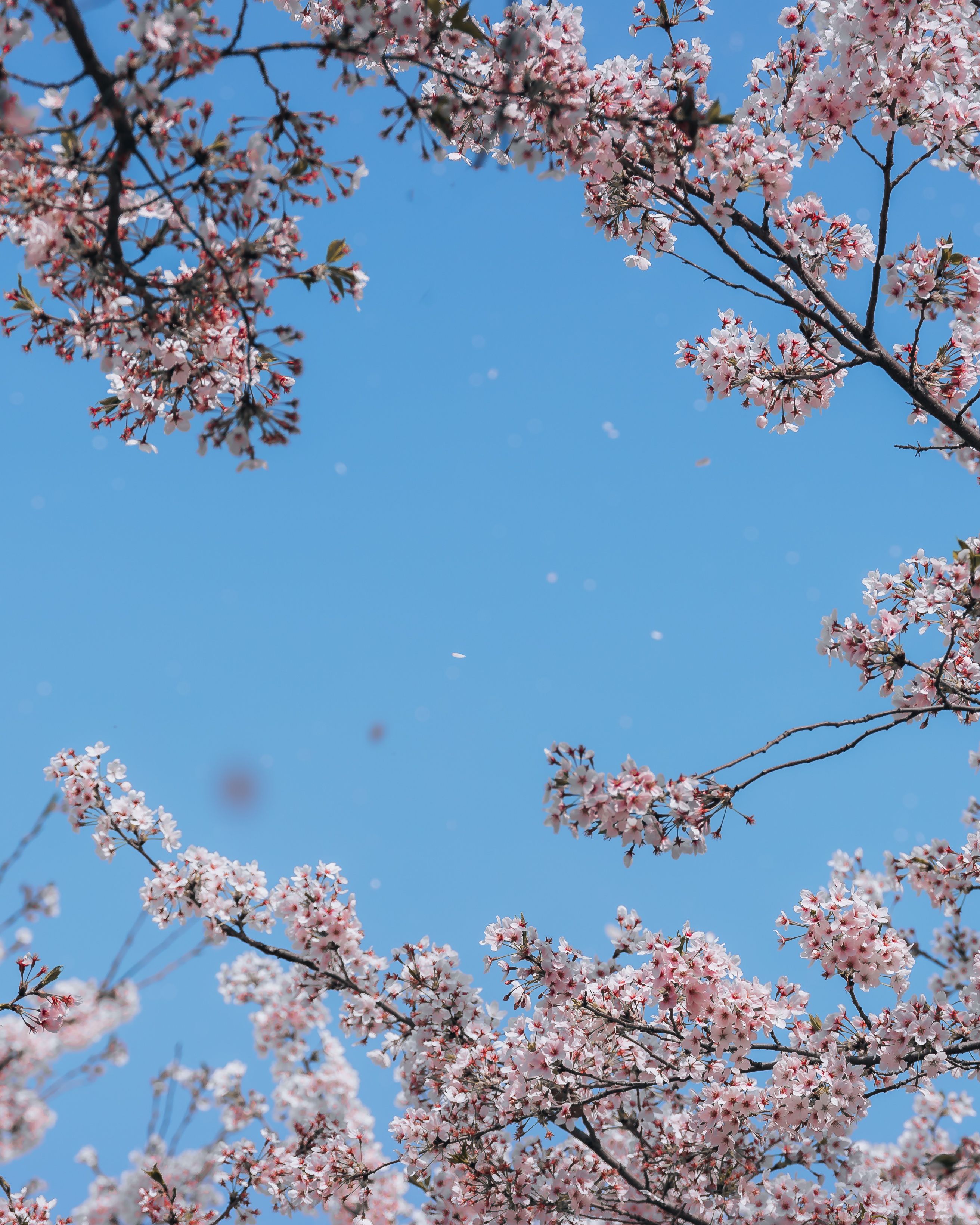 Close up of Cherry Blossoms · Free Stock Photo