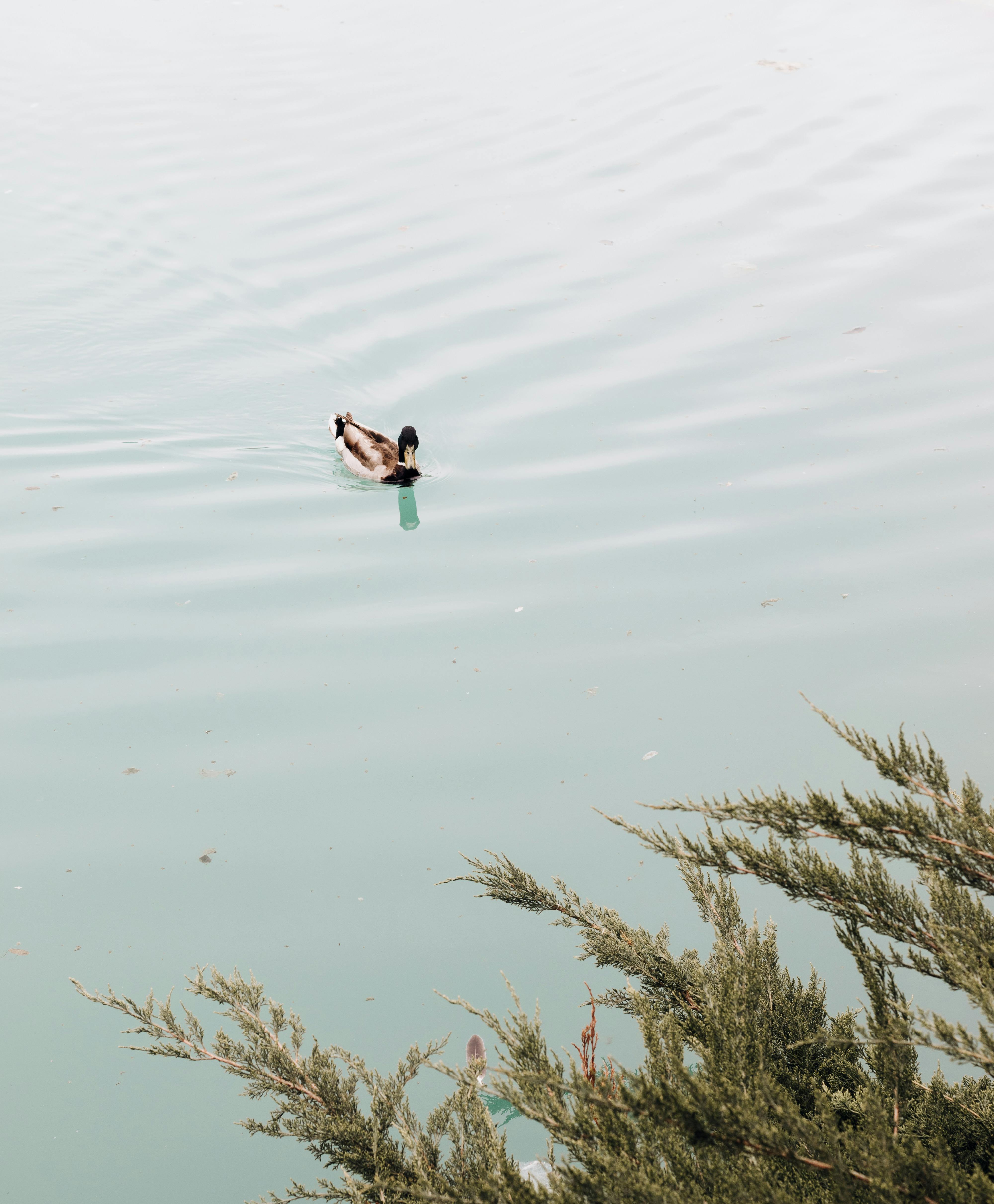 Duck Swimming on the Water · Free Stock Photo