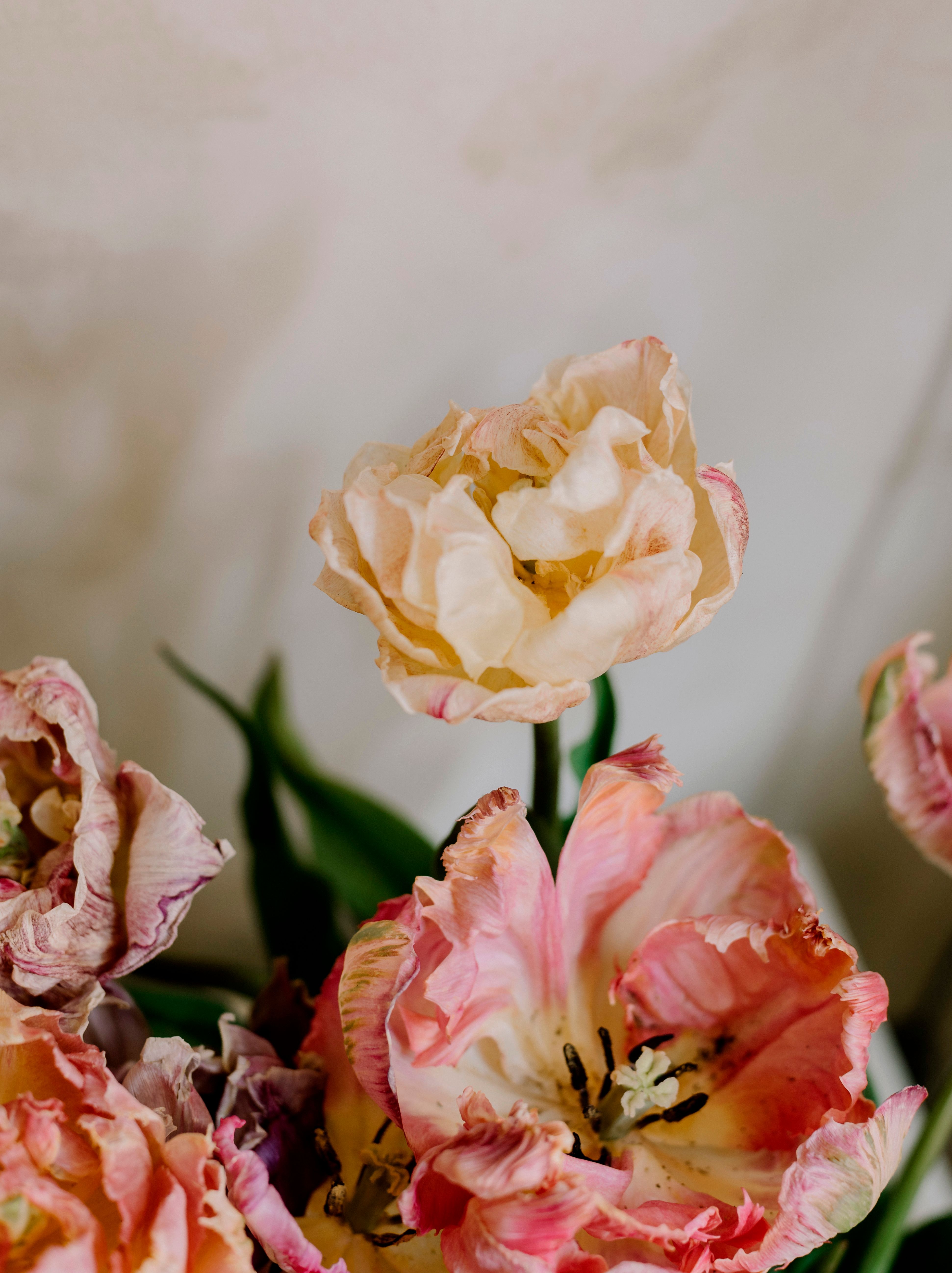 White Flowers on Studio Background · Free Stock Photo