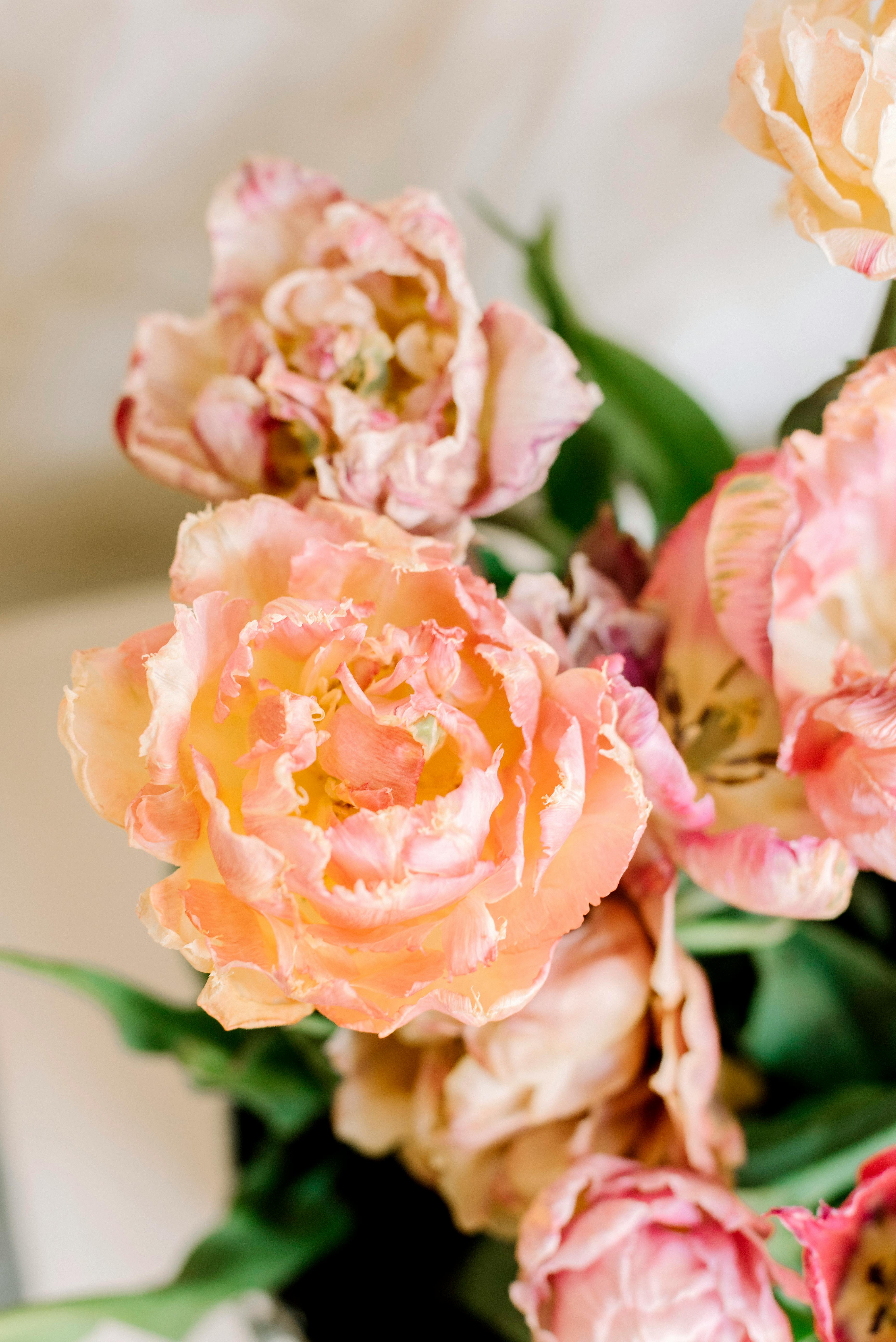 White Flowers on Studio Background · Free Stock Photo