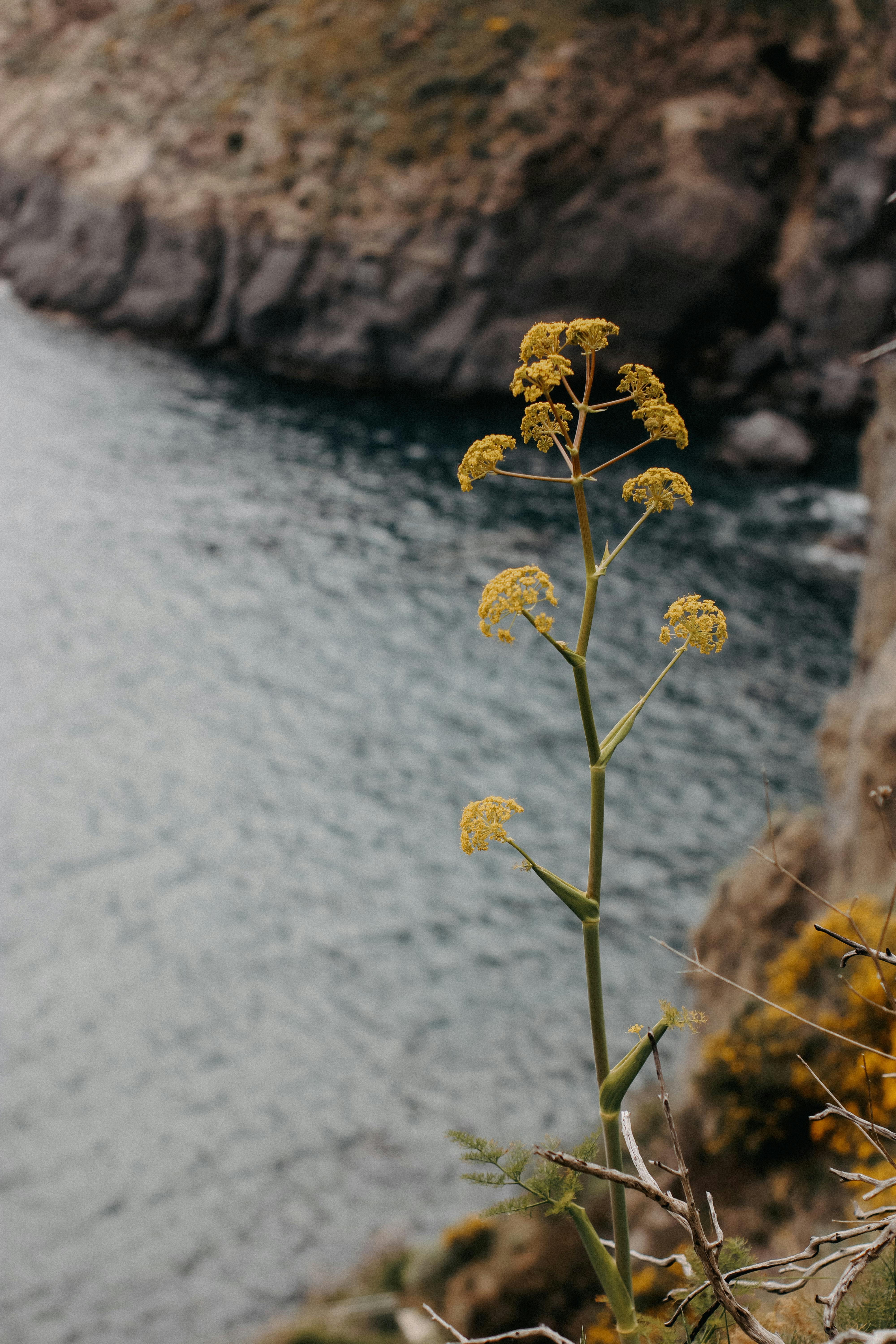 Seaside Flowers Photos, Download The BEST Free Seaside Flowers Stock ...