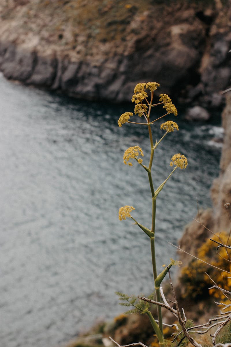 Seaside Flowers Photos, Download The BEST Free Seaside Flowers Stock ...