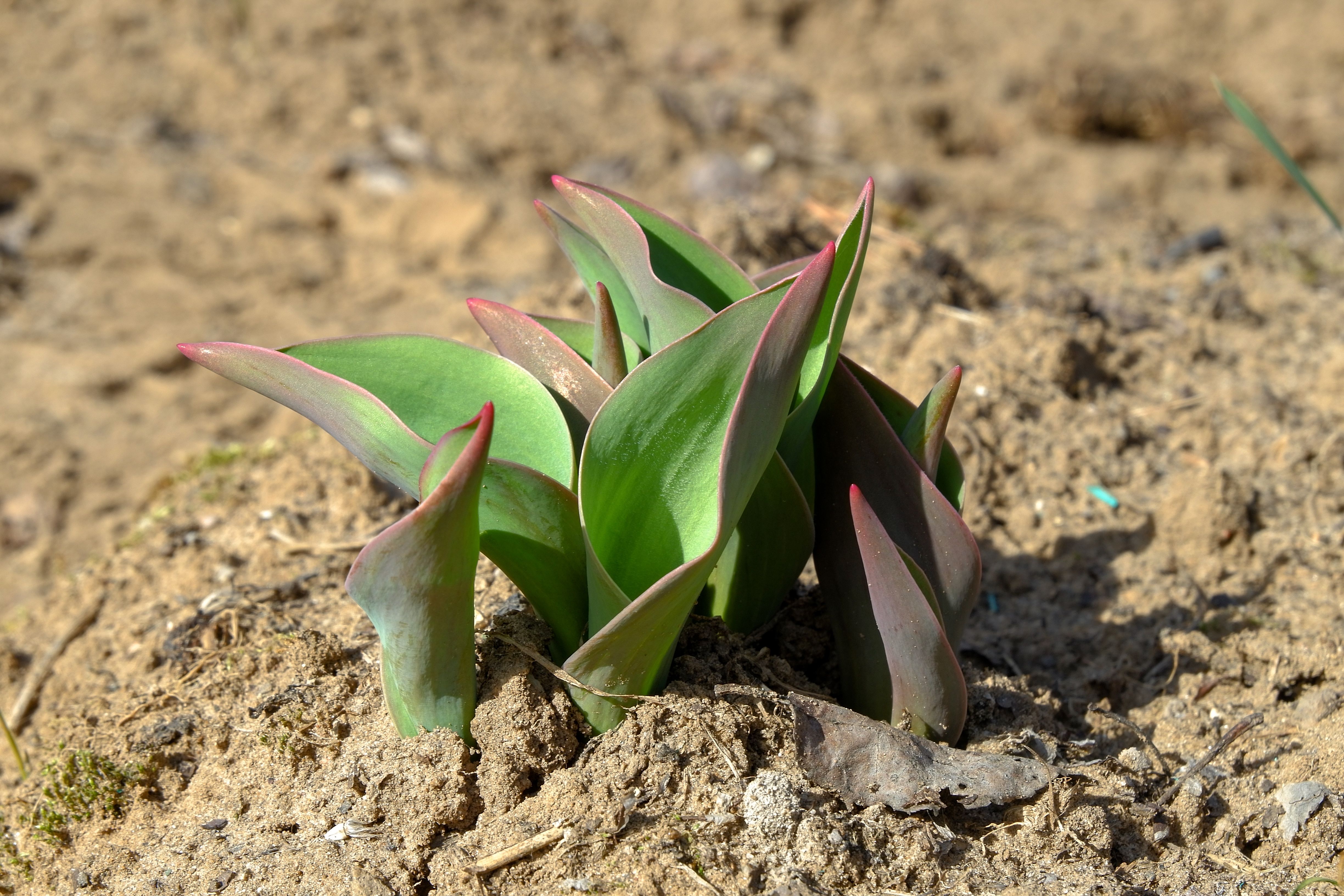 Green Grass in Tilt Shift Lens Photography · Free Stock Photo