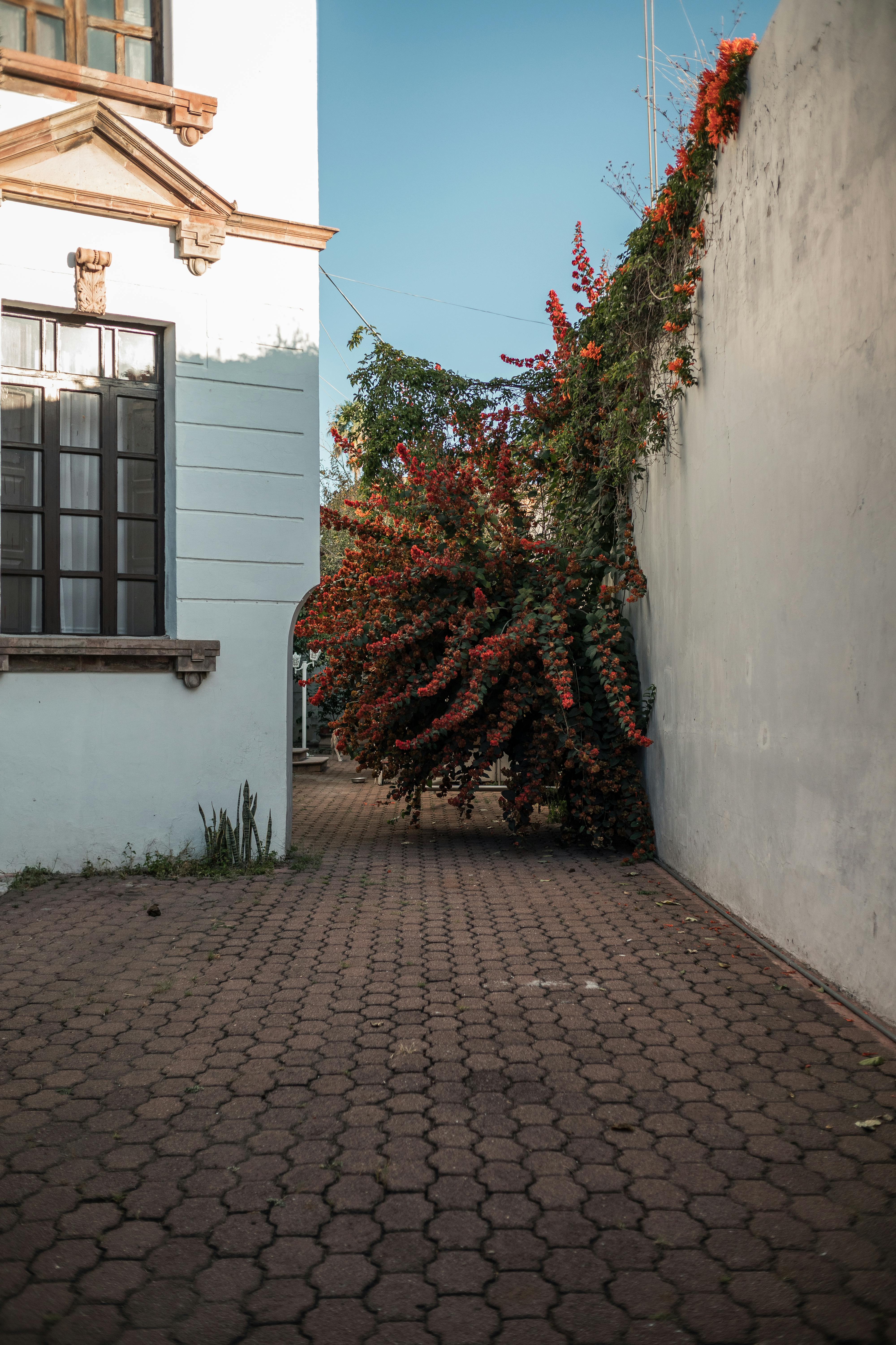 Tree Growing on House Wall in Yard · Free Stock Photo