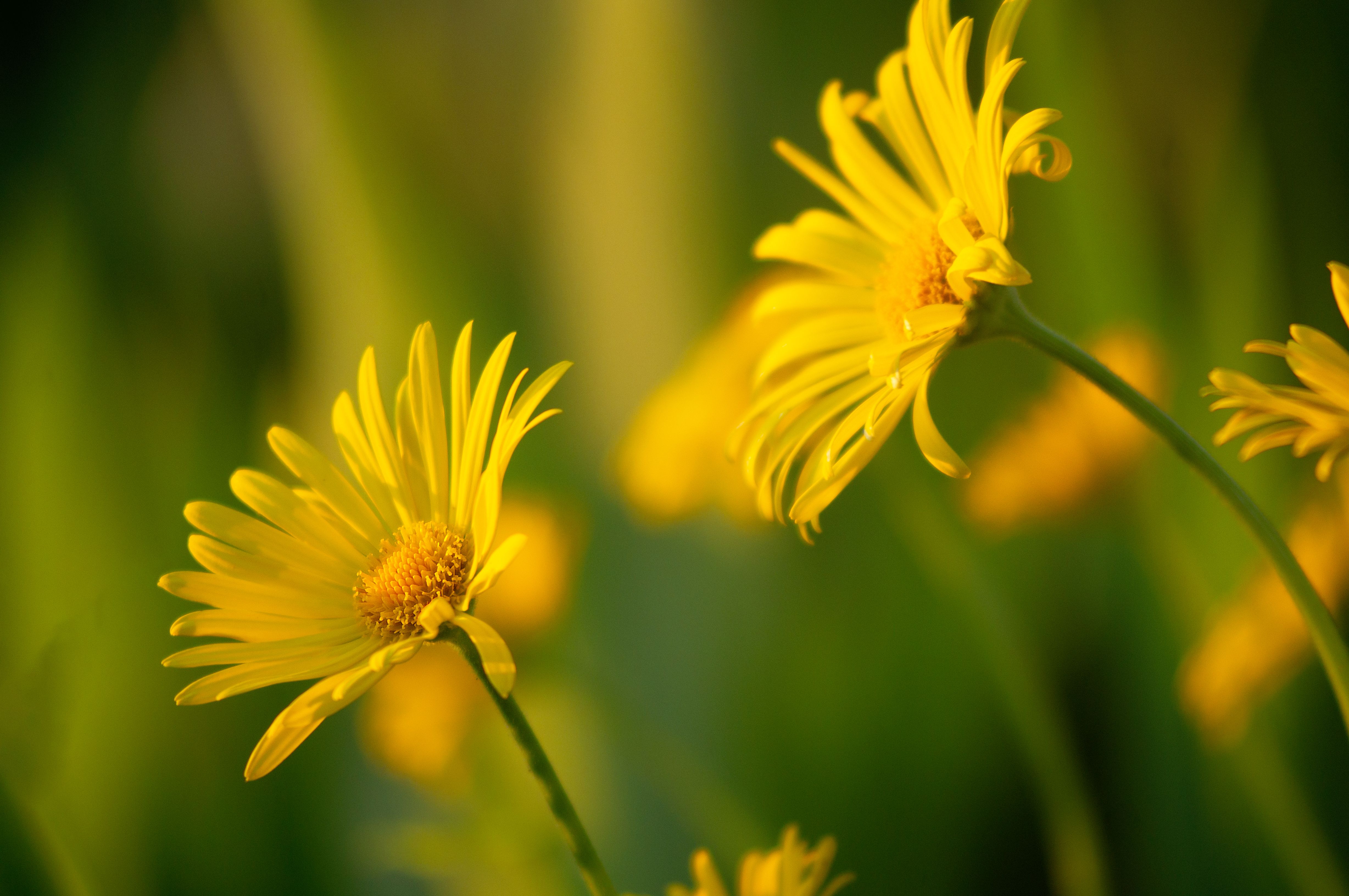 Close-up of Flowers Growing in Field · Free Stock Photo