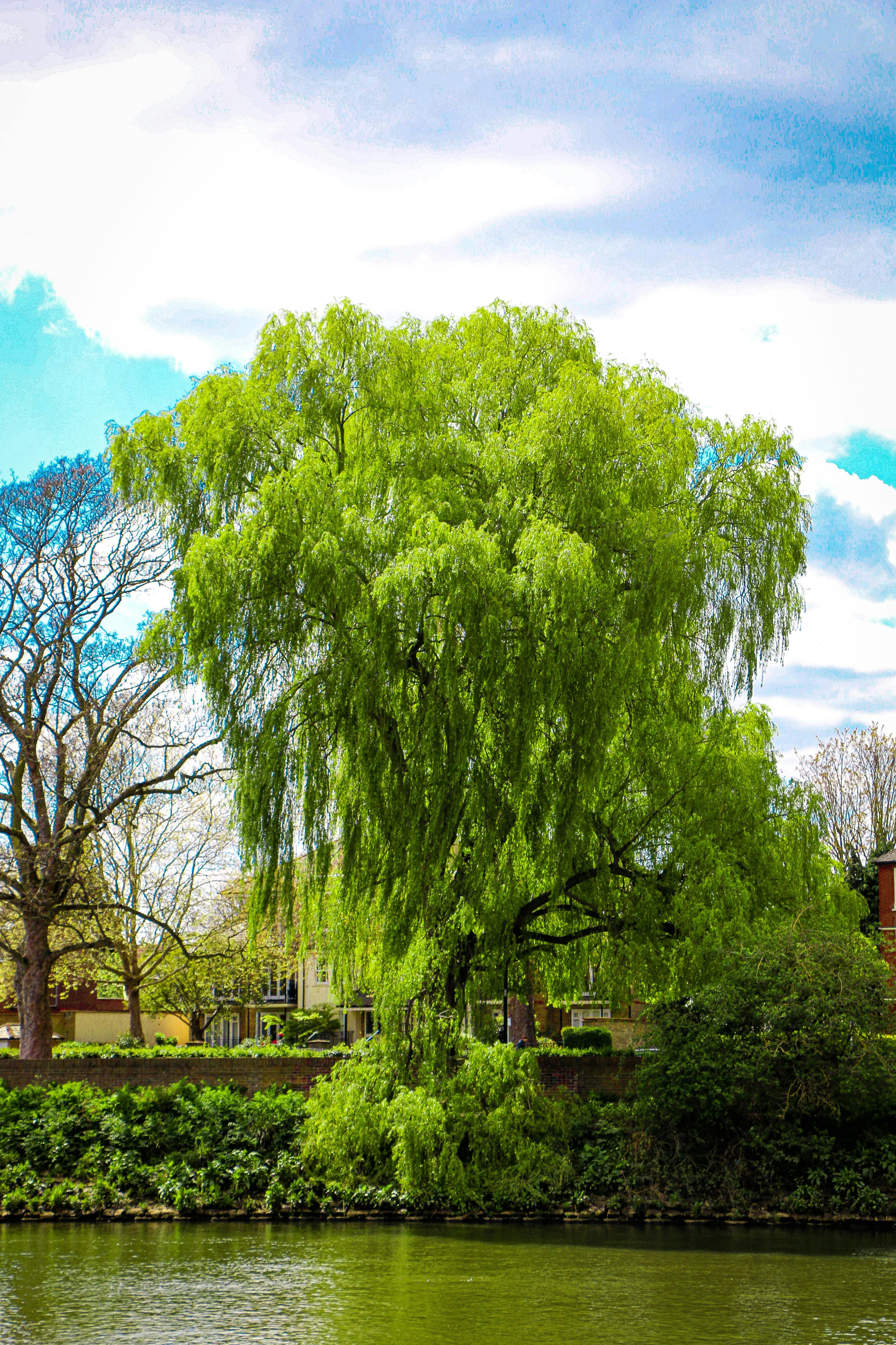 Green Tree on River Bank · Free Stock Photo
