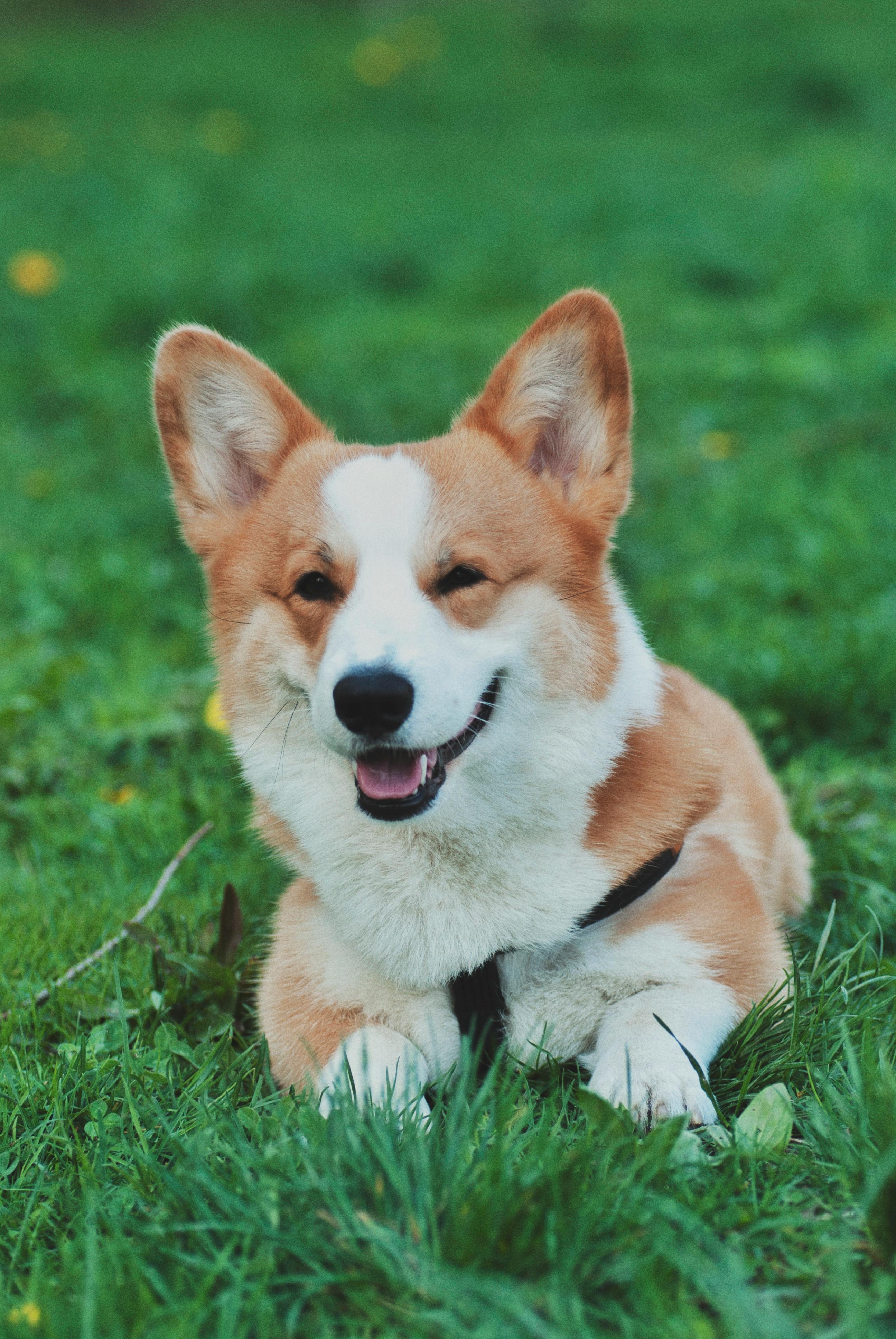 Portrait of a Welsh Corgi Relaxing on Green Grass · Free Stock Photo