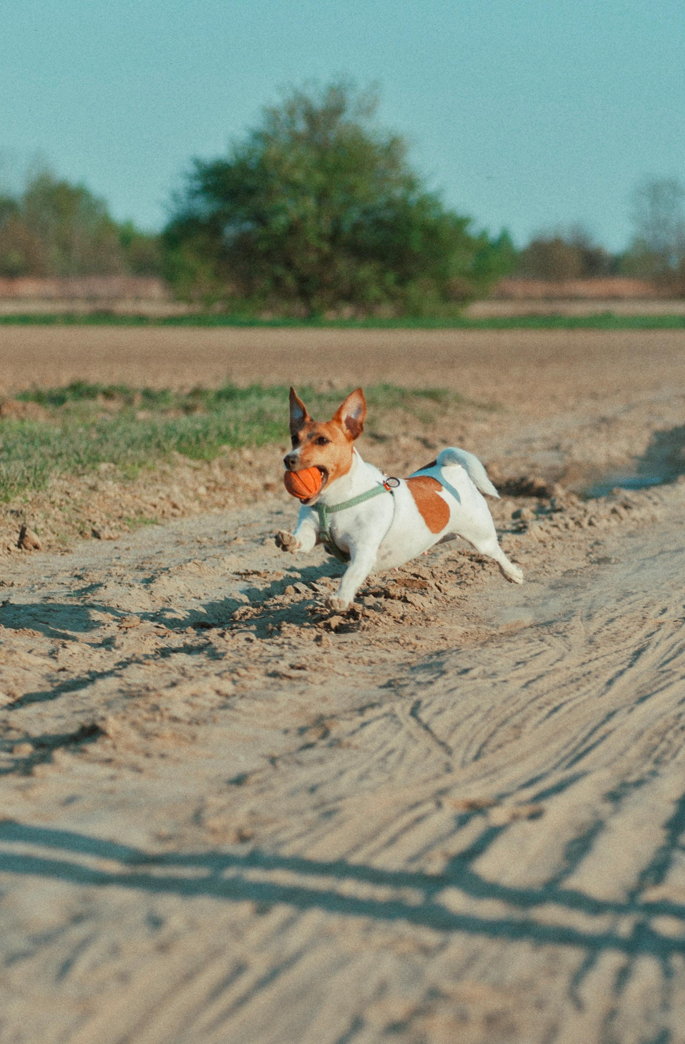 Dogs Running on the Field Under Blue Sky · Free Stock Photo