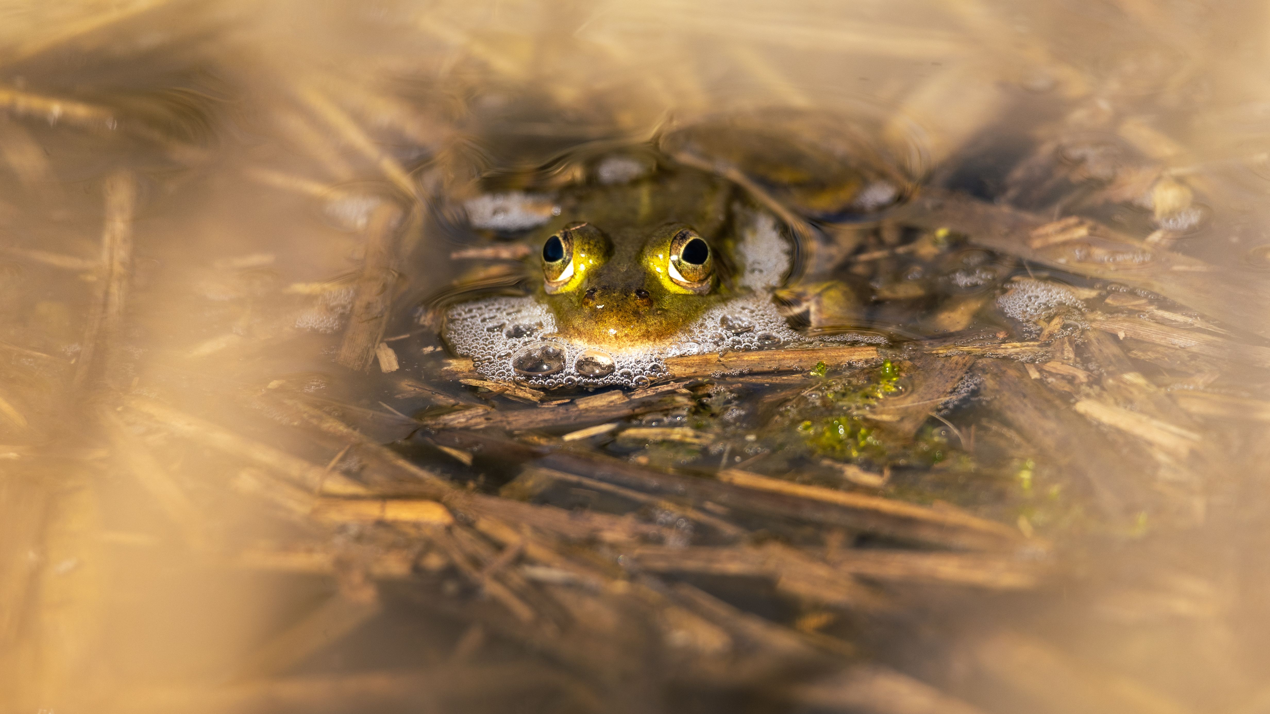 Gold Frog Photos, Download The BEST Free Gold Frog Stock Photos & HD Images